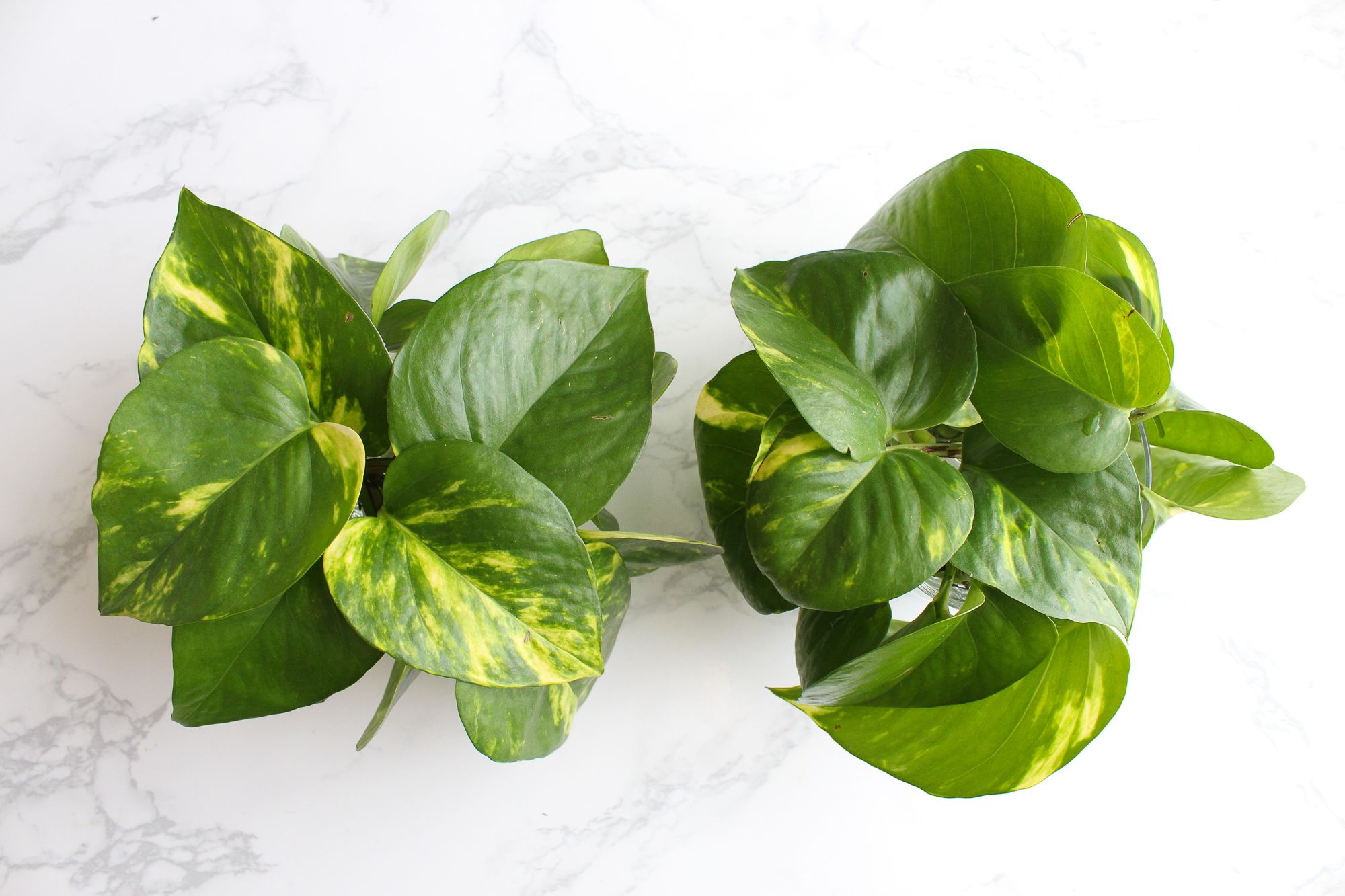 How to Propagate a Pothos Plant : 6 Steps (with Pictures) - Instructables