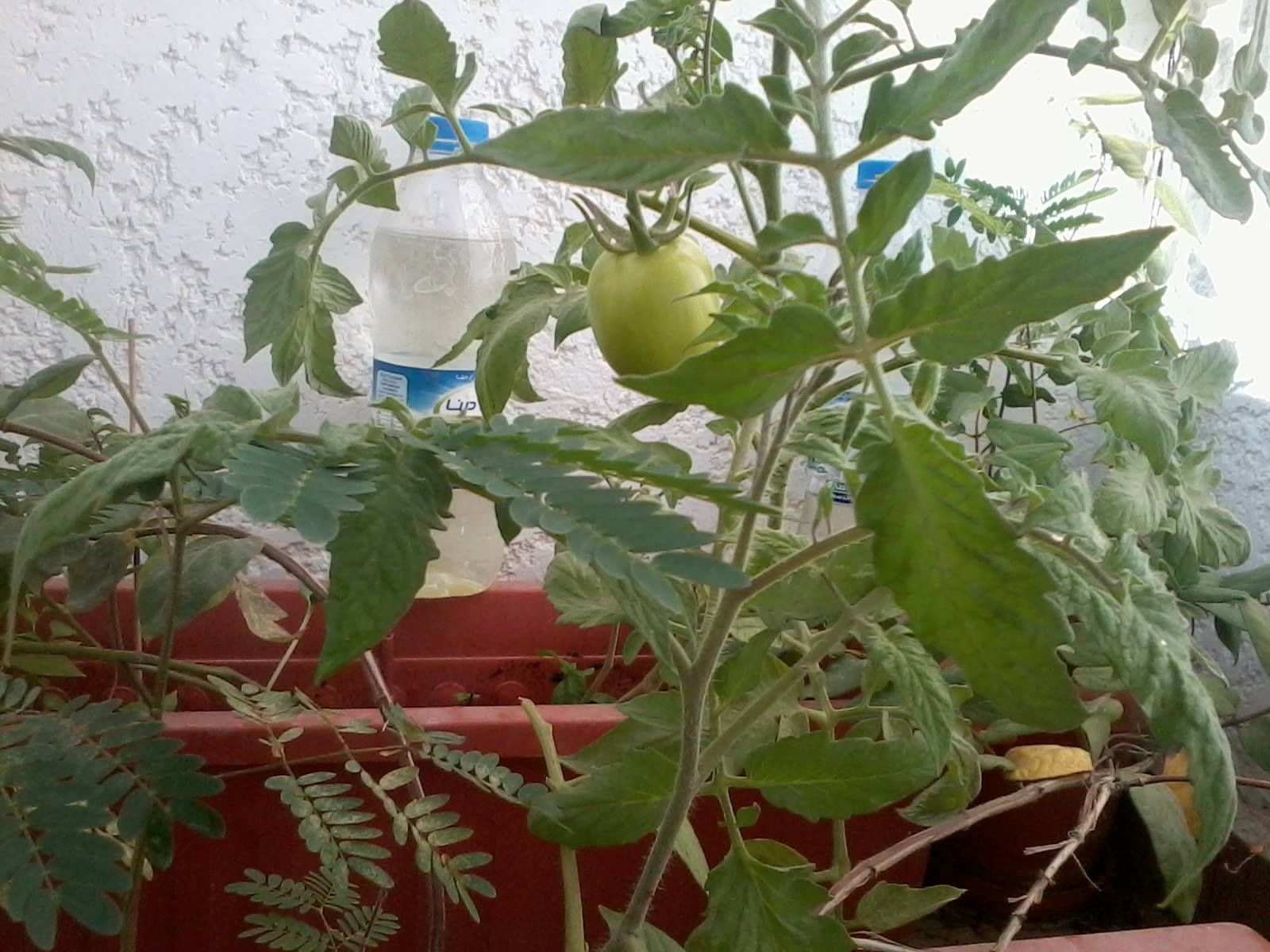 Tomato Gardening - Seeds to the Fruit : 5 Steps - Instructables