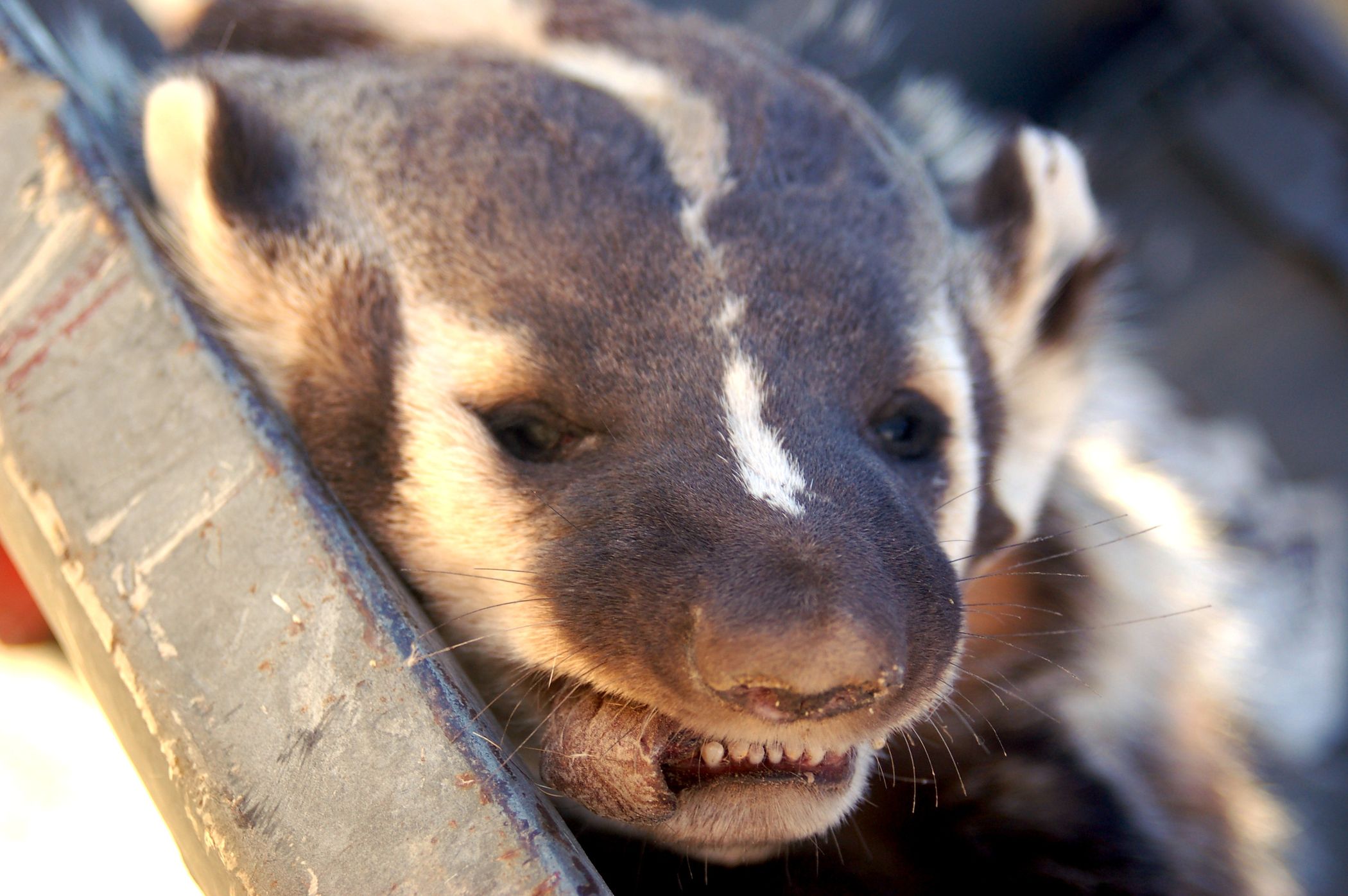 How to Skin a Badger : 8 Steps - Instructables