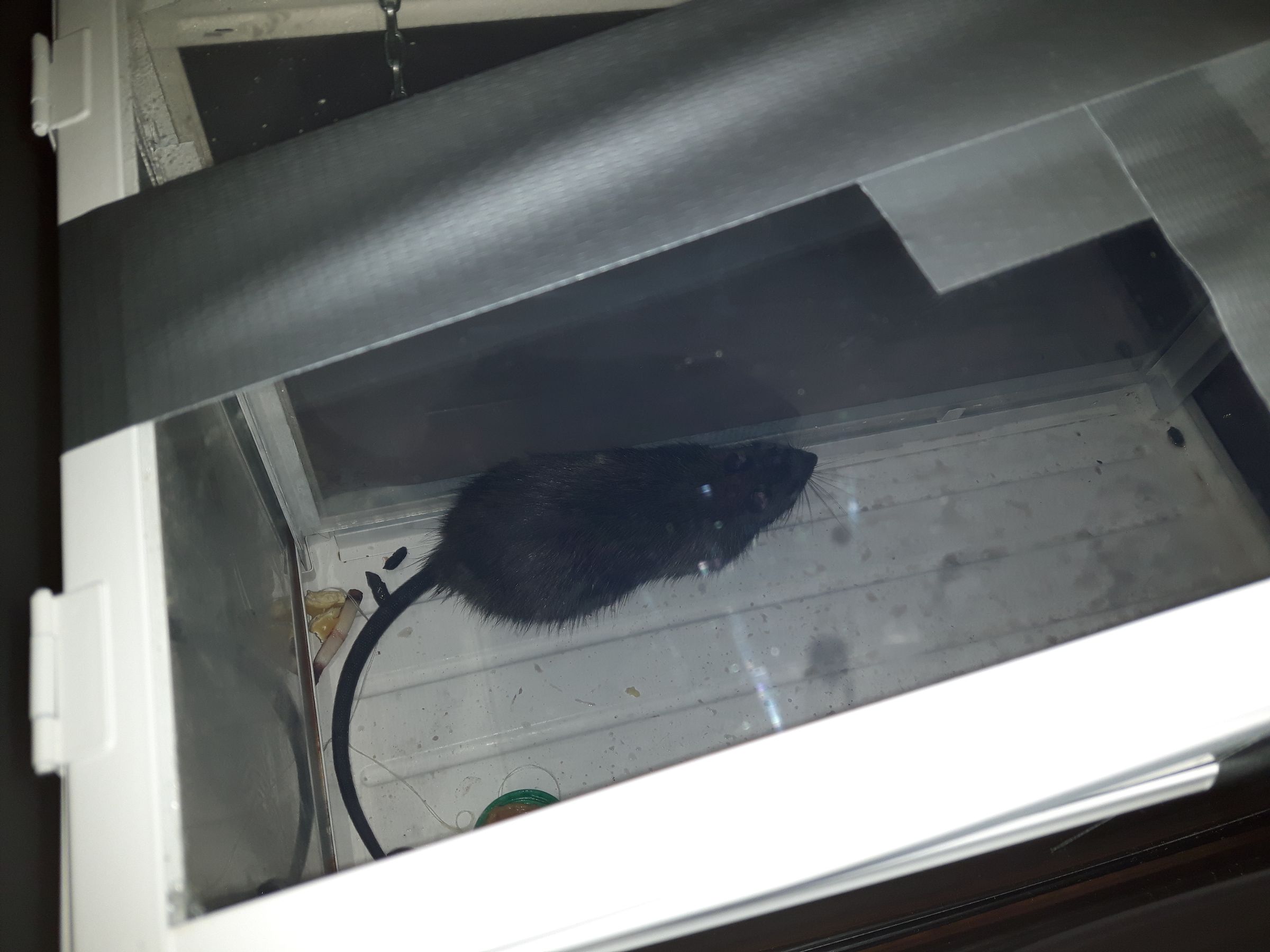 IKEA Greenhouse Rat Trap : 6 Steps (with Pictures) - Instructables