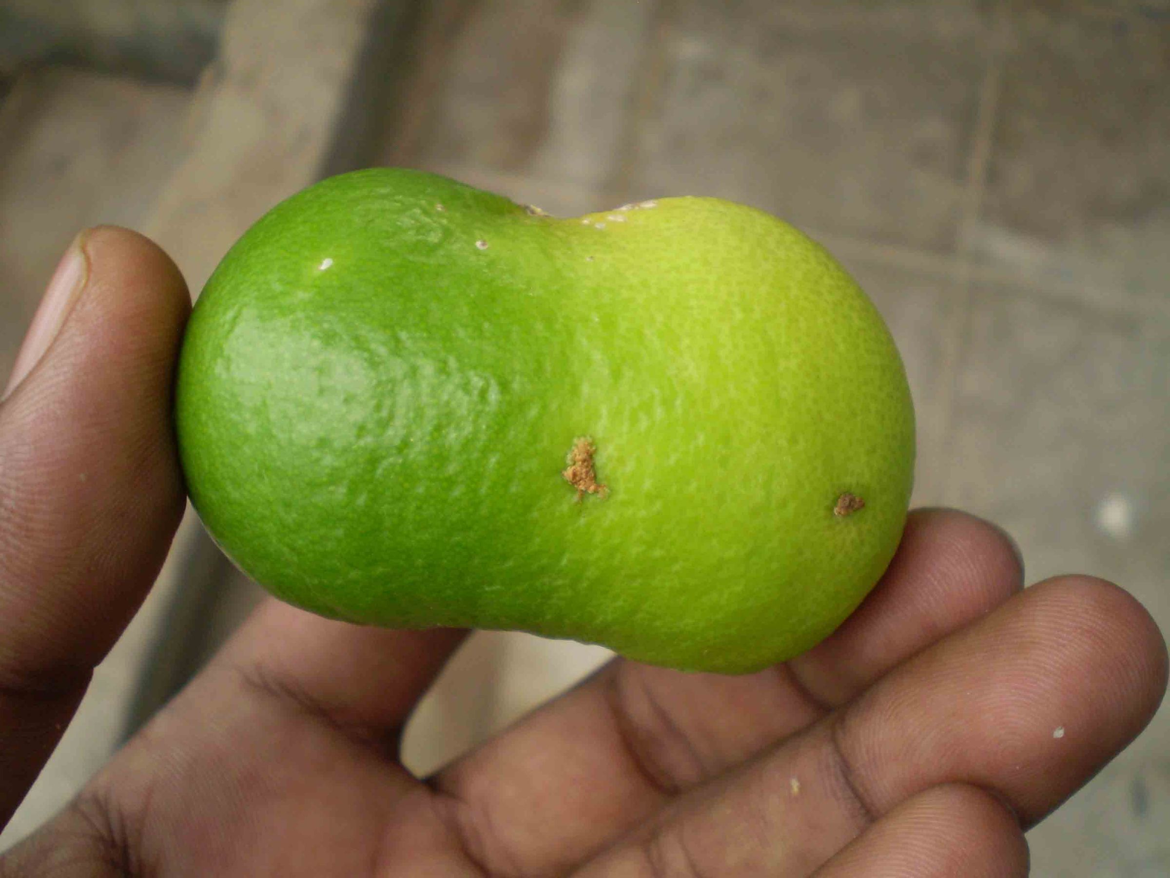 Lemon Aid : 7 Steps - Instructables