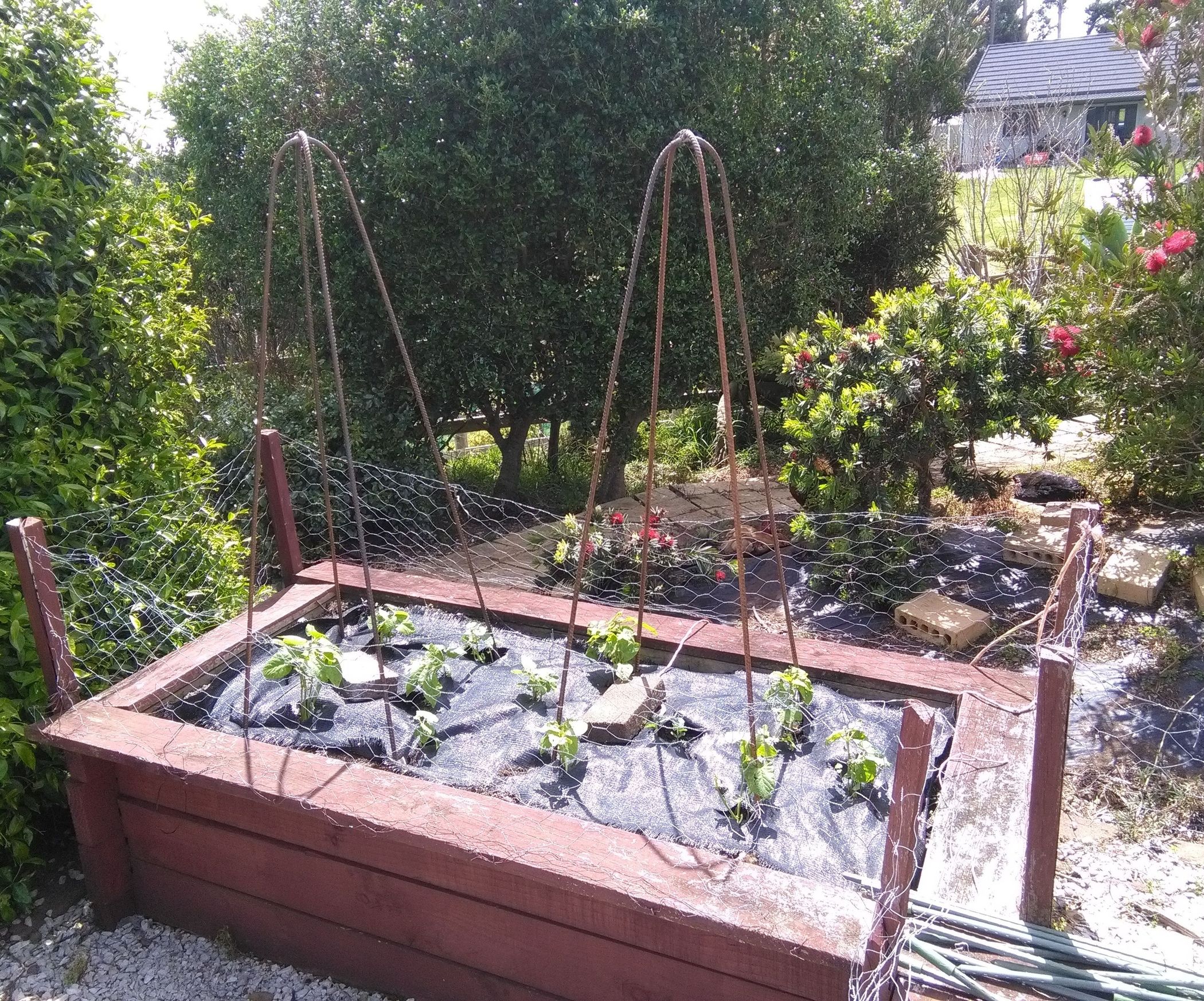 Vegetable Support or Trellis (or Obelisk!) What Would I Know! : 5 Steps ...
