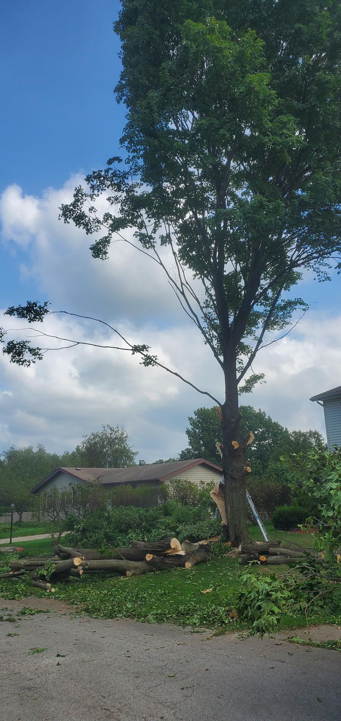 Make Hard Wood Floors From a Tree : 10 Steps (with Pictures ...