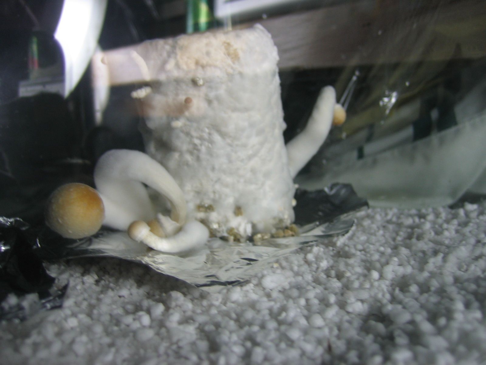 Growing Mushrooms: PF Tek : 12 Steps (with Pictures) - Instructables