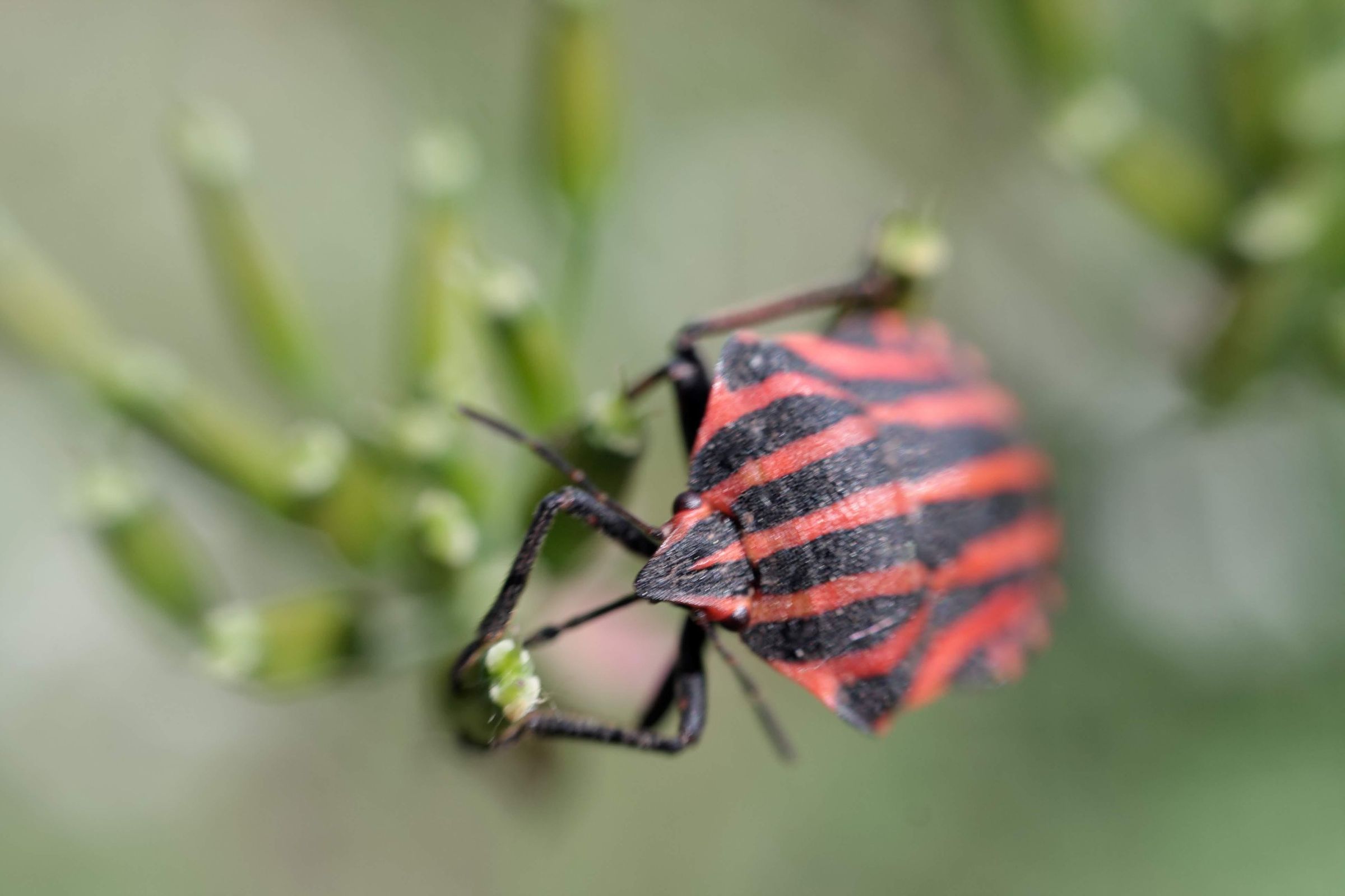 Turn Any Manual Lense to Macro Lenses (with 3D Printer) : 5 Steps (with ...