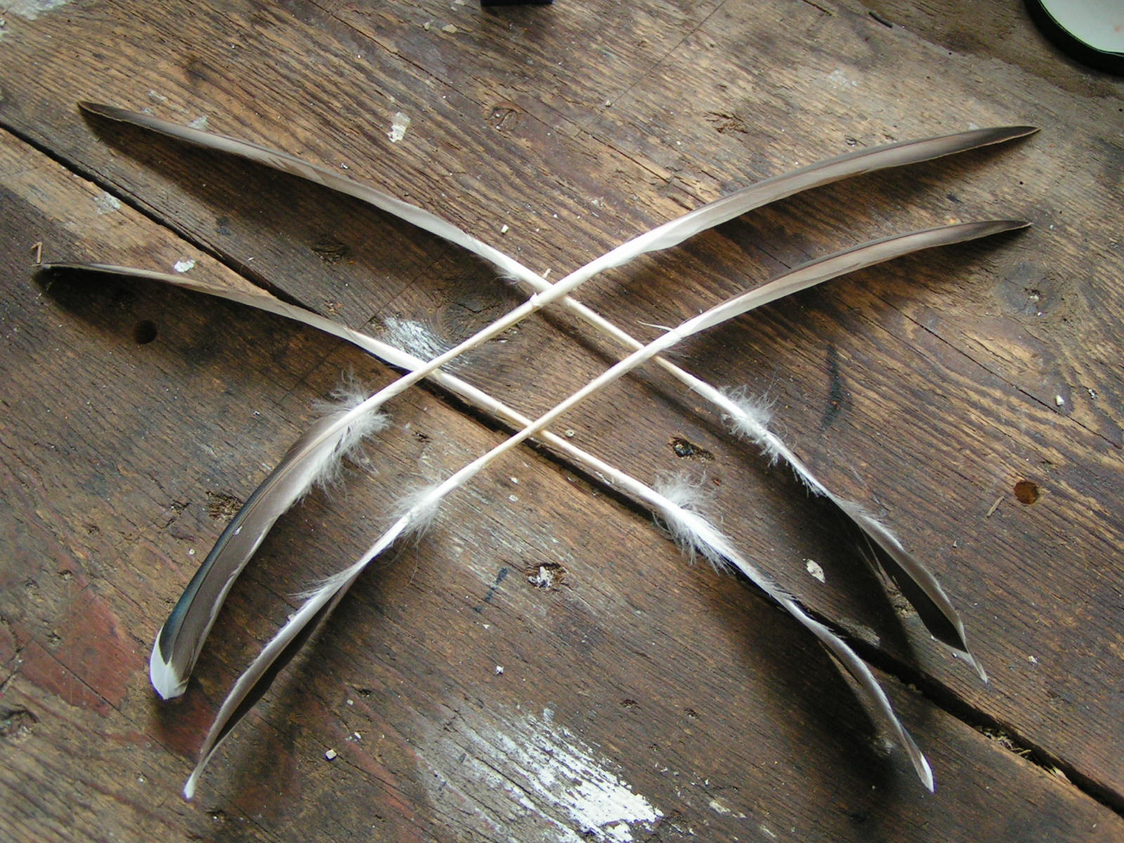 The Feather Kite: an Experiment in Progress. : 5 Steps - Instructables