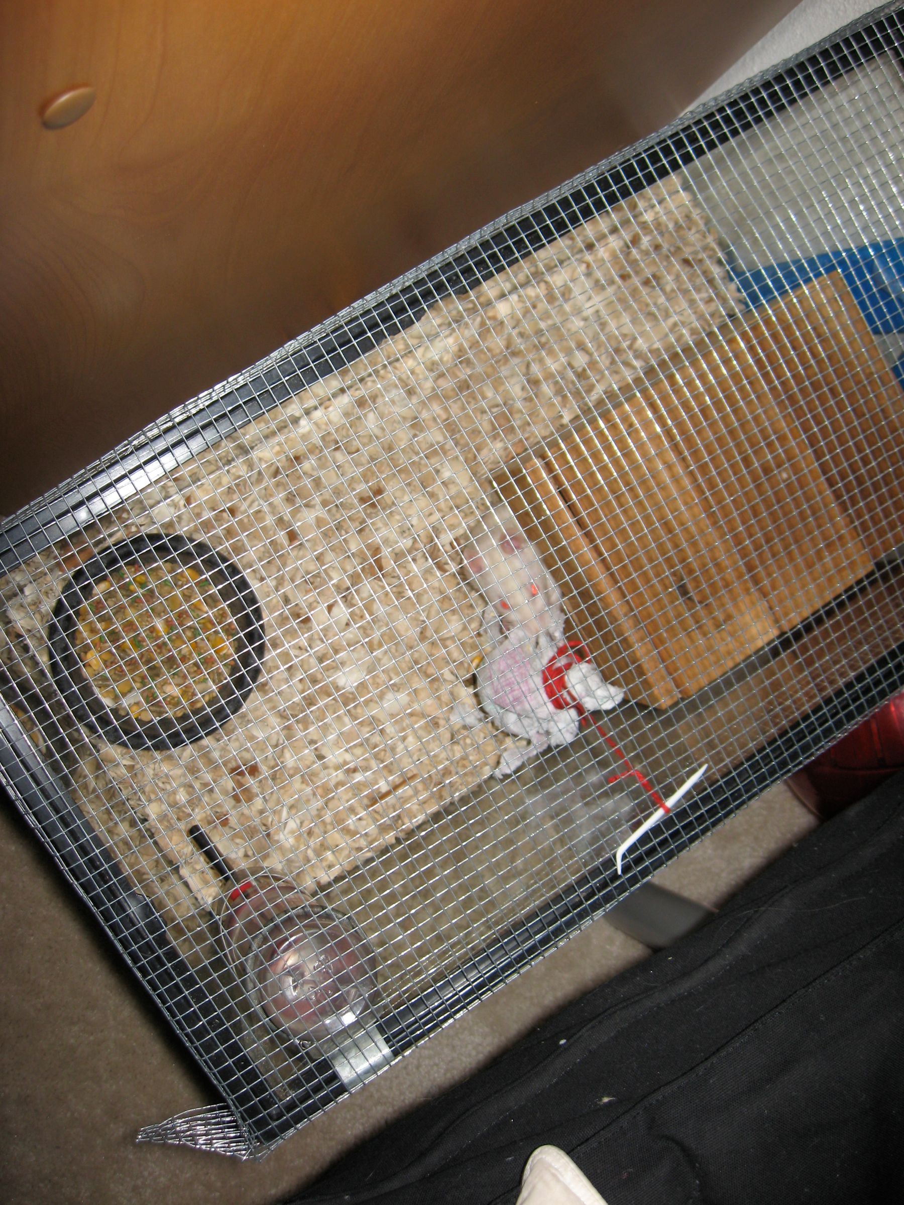 A Better "Rat Pinata" : 4 Steps (with Pictures) - Instructables