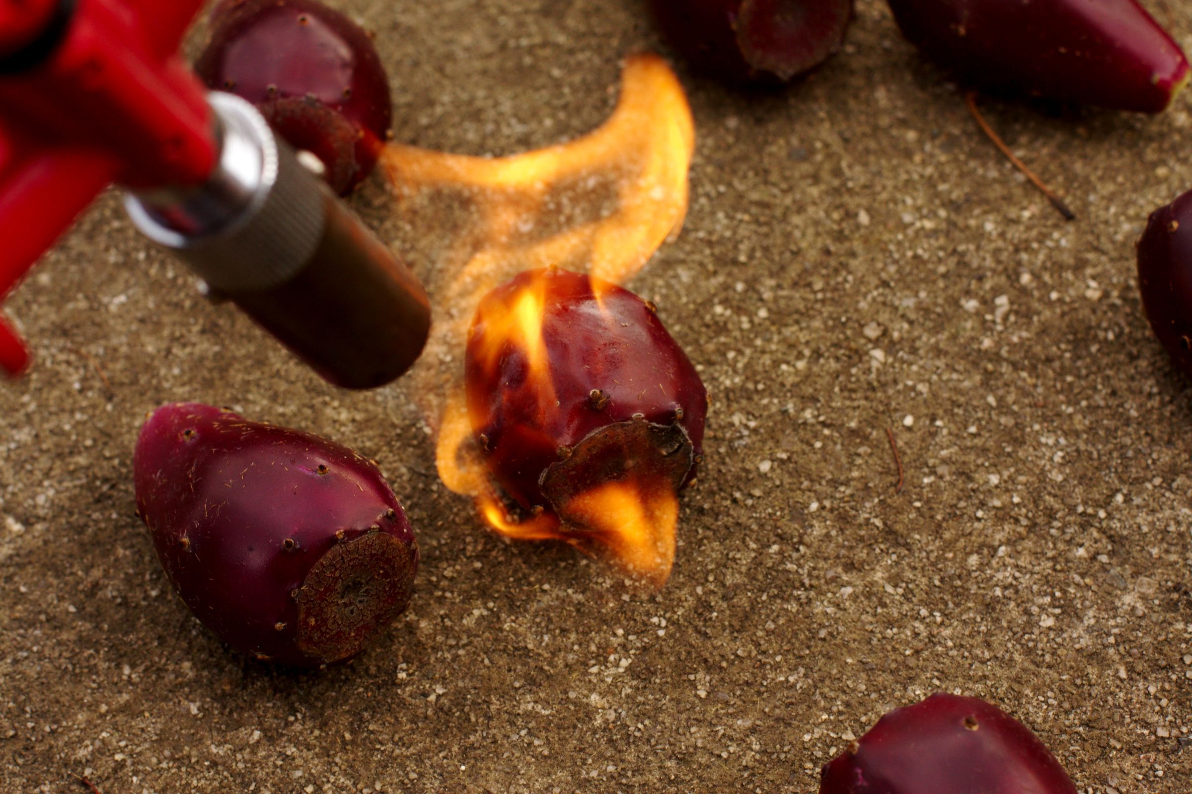 How to Prepare Prickly Pear : 6 Steps (with Pictures) - Instructables