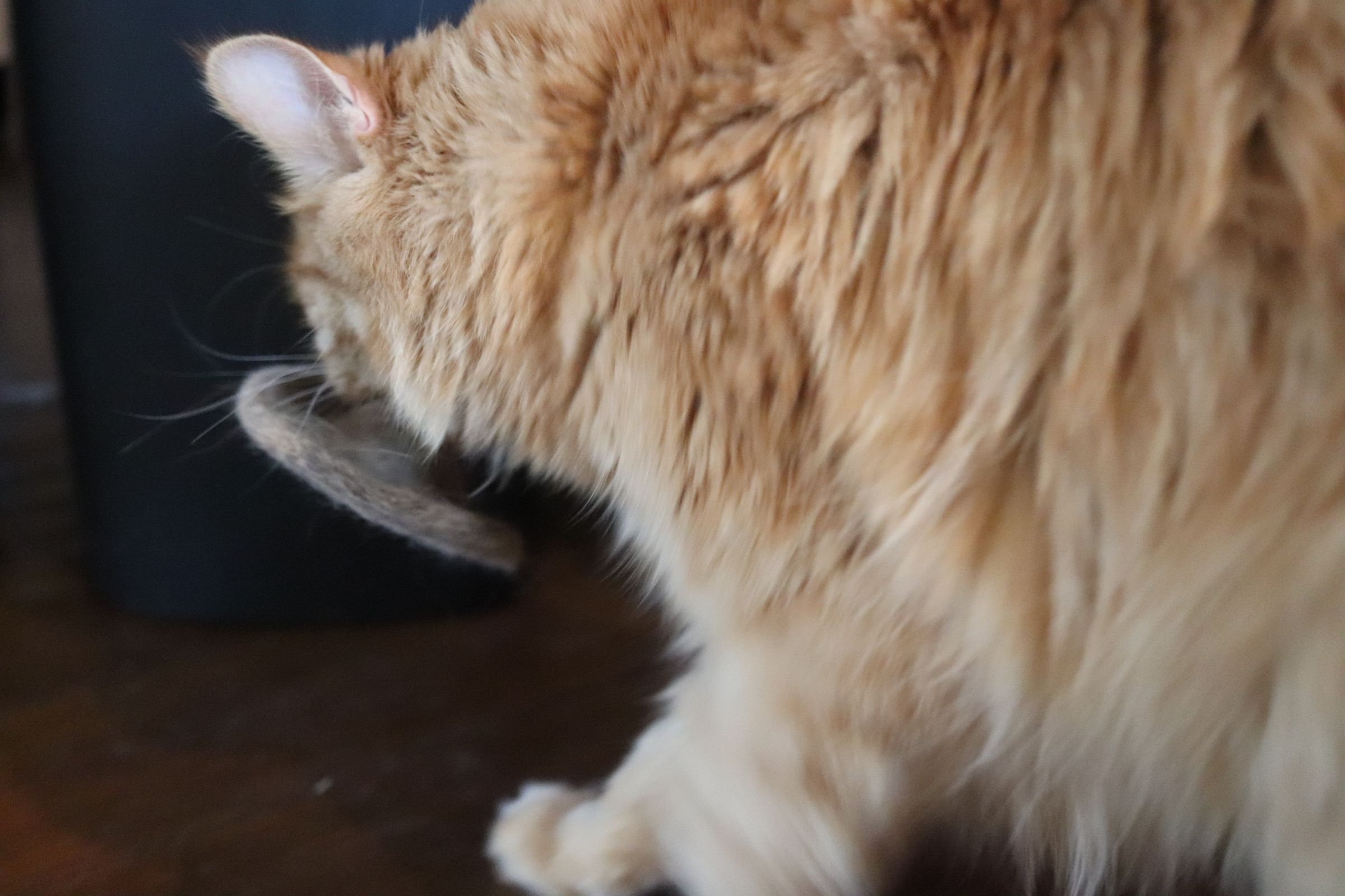 Felted Cat Fur Cat Hat : 3 Steps (with Pictures) - Instructables