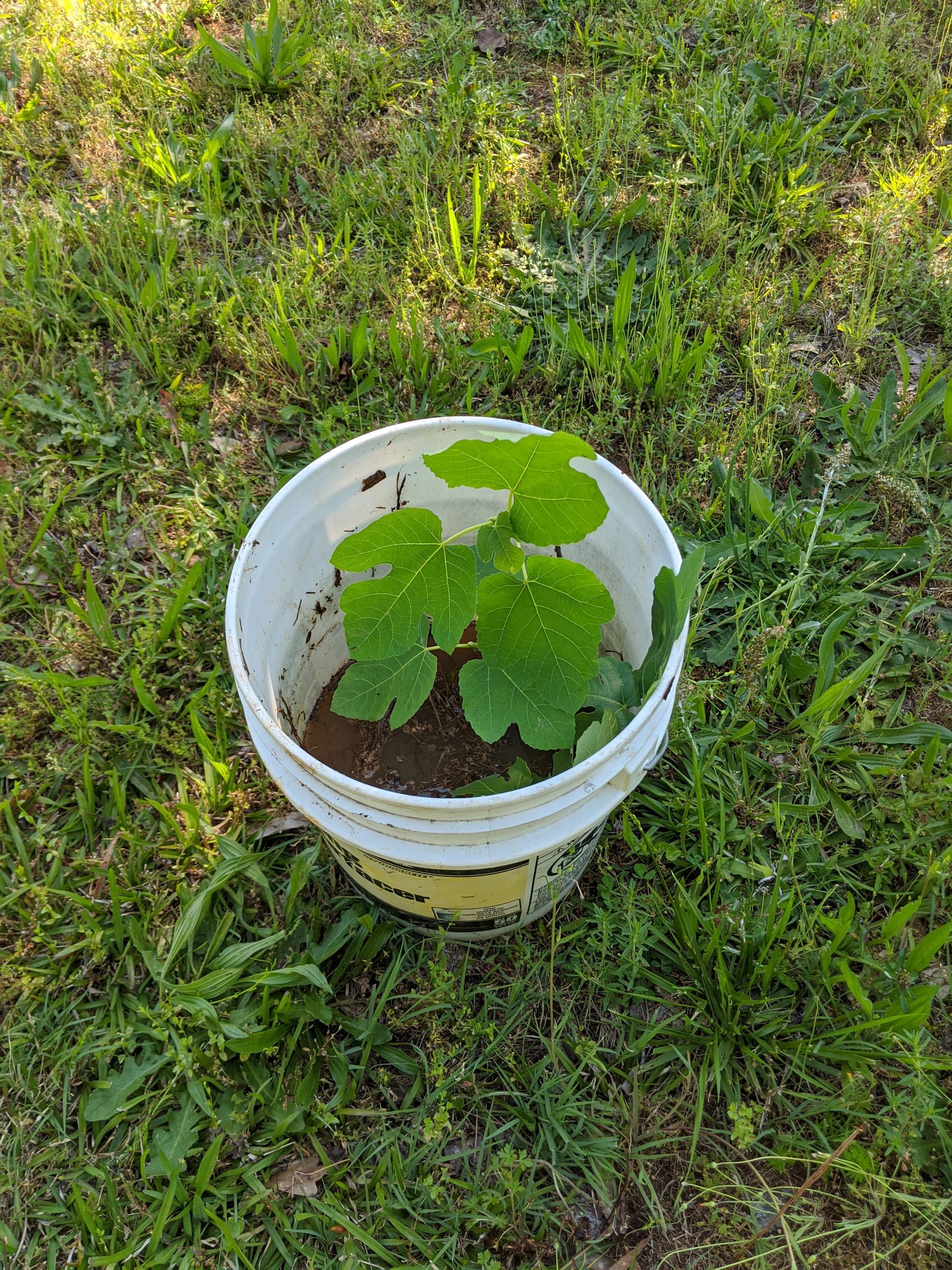 Planting Fig Tree Offshoots : 8 Steps - Instructables