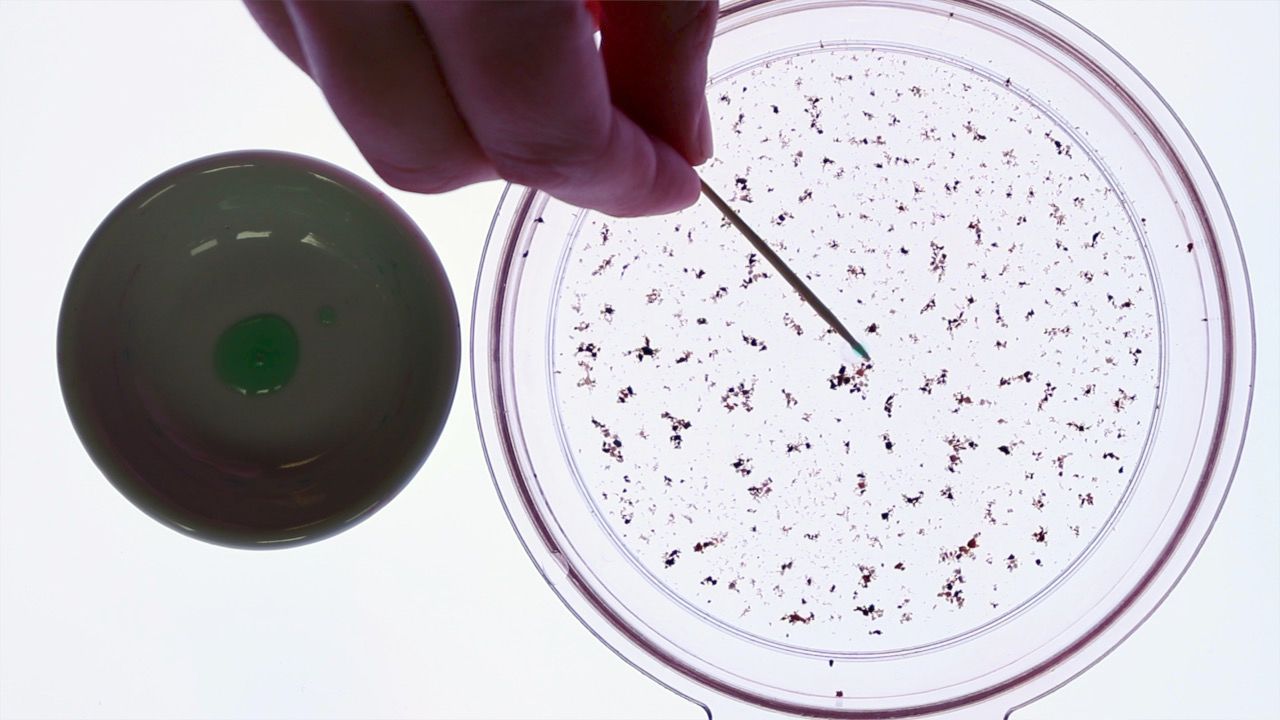 Marangoni Bursting : 7 Steps (with Pictures) - Instructables