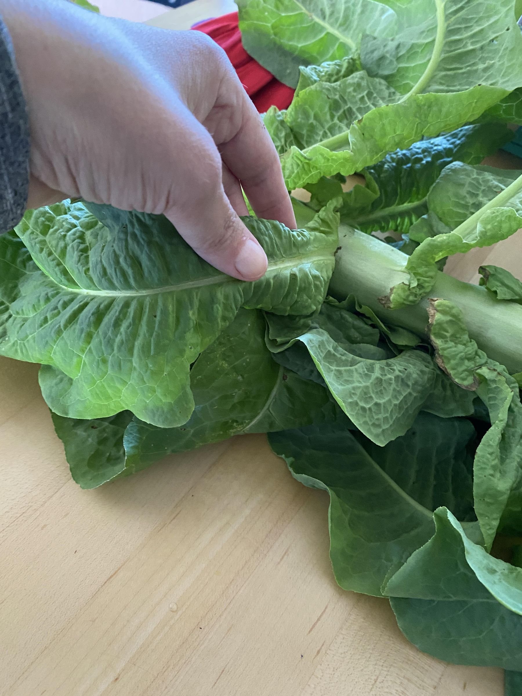 Celtuce Salad : 4 Steps (with Pictures) - Instructables