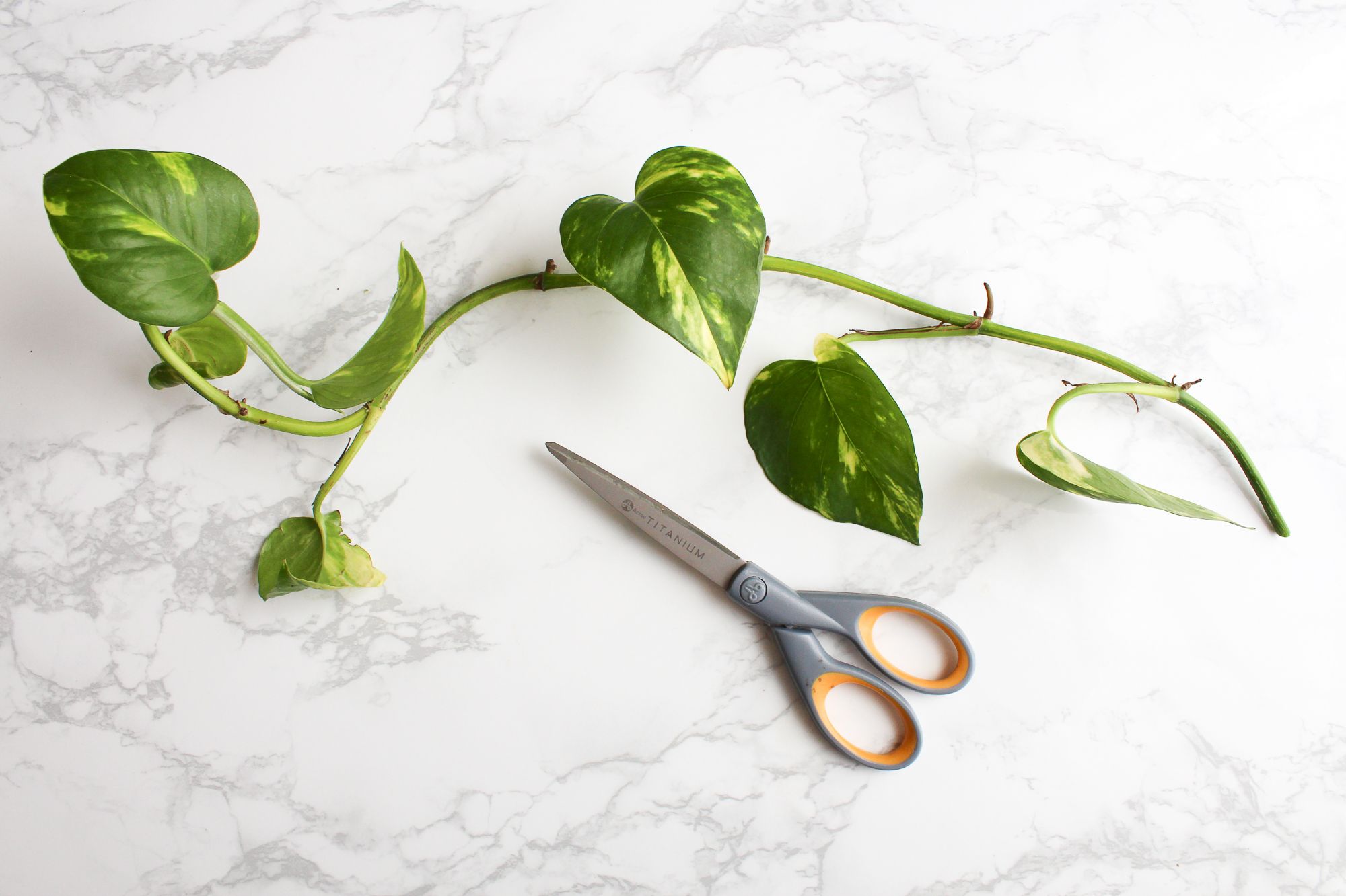 How to Propagate a Pothos Plant : 6 Steps (with Pictures) - Instructables
