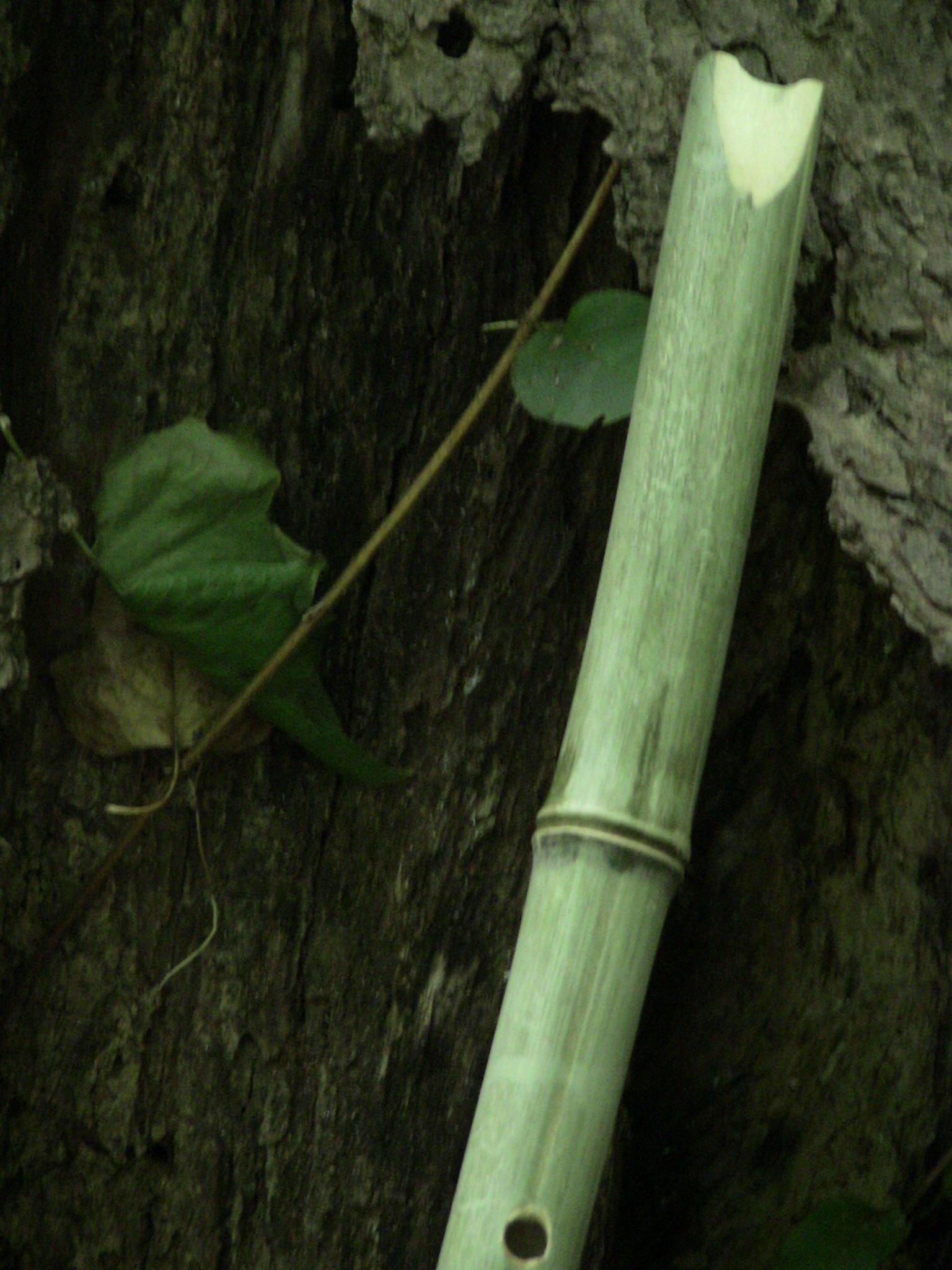 Make 4 Easy Bamboo Flutes for Free! : 7 Steps (with Pictures ...