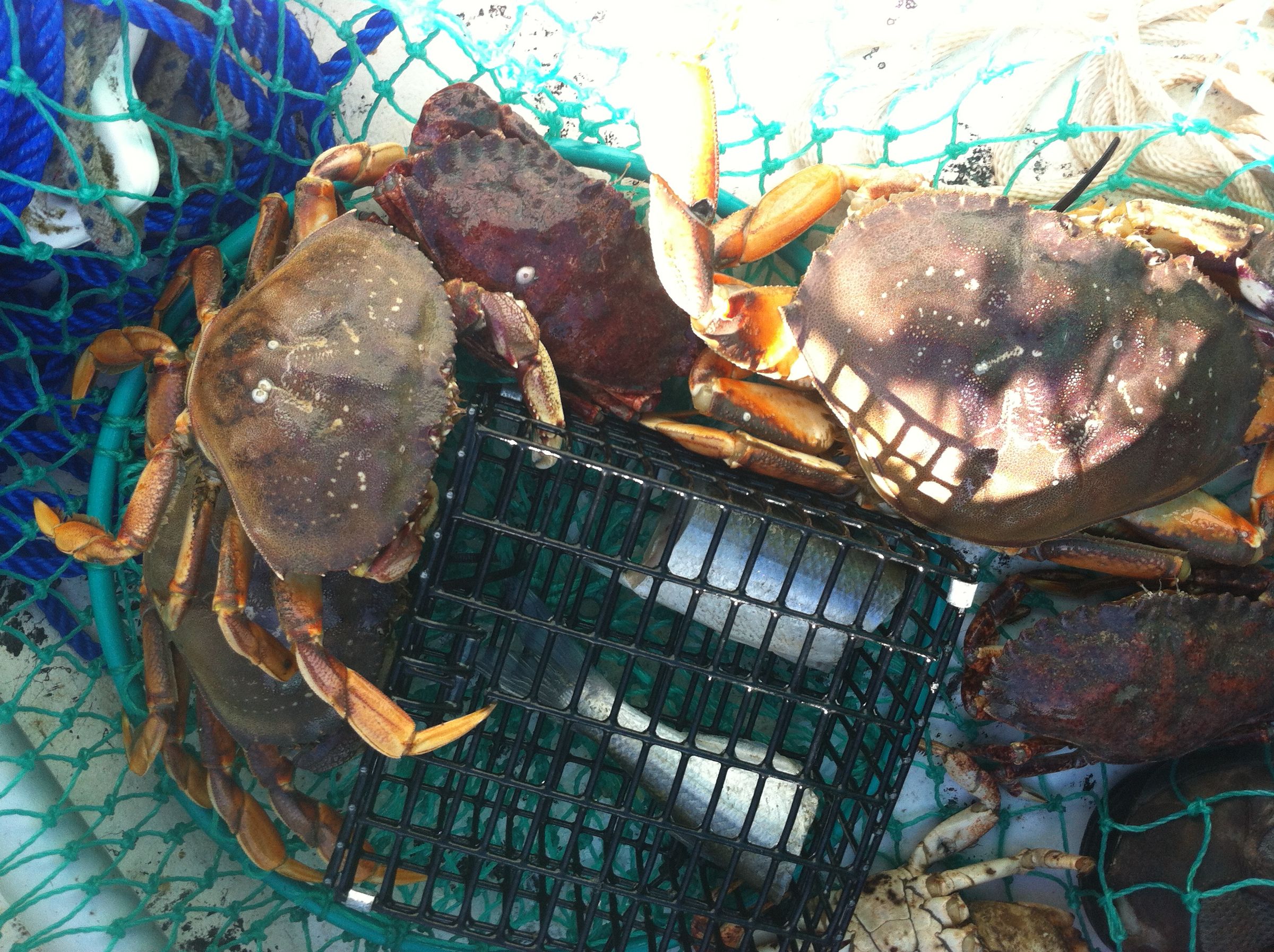 Catch Crab : 5 Steps (with Pictures) - Instructables