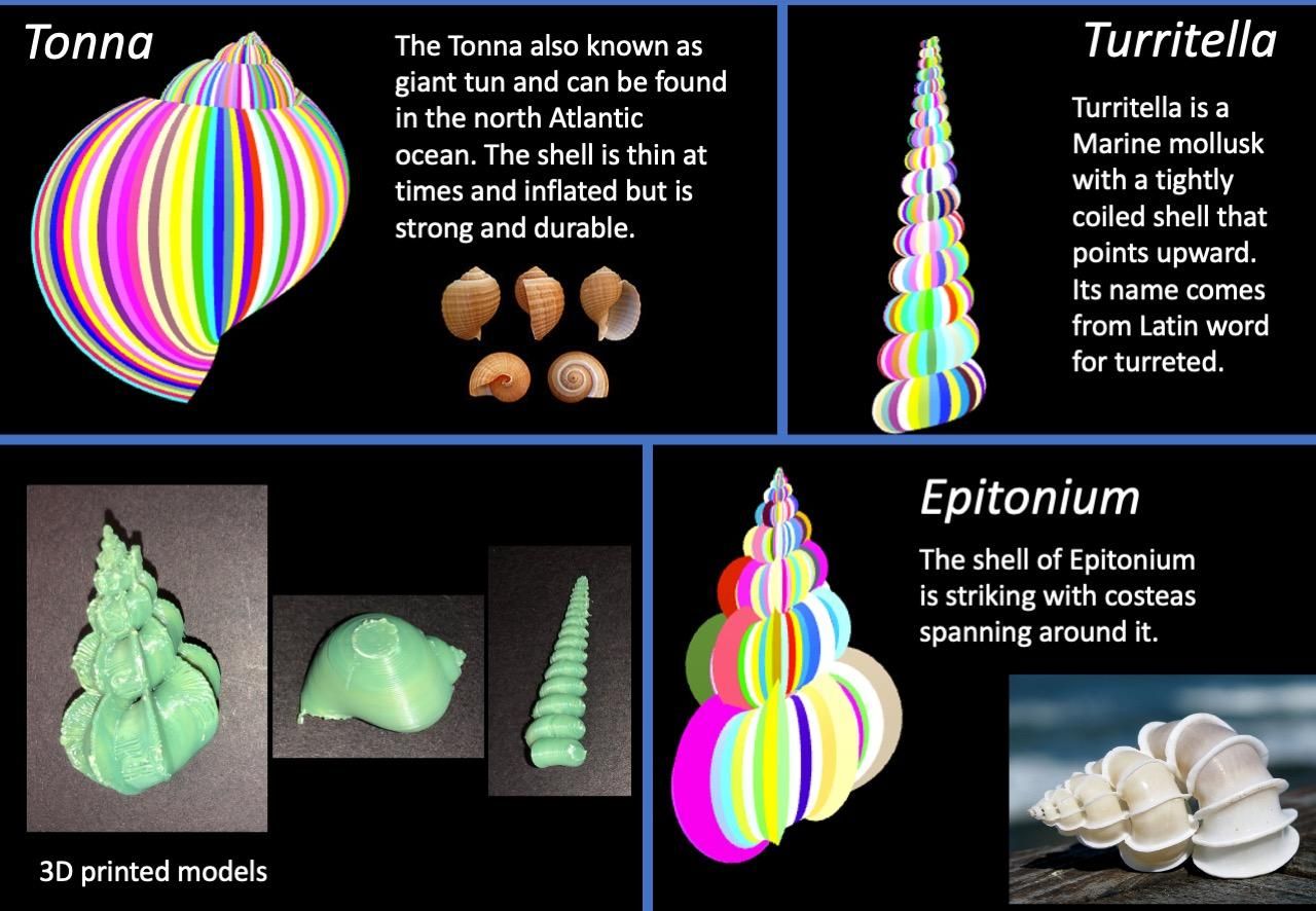 How to Generate and 3D Print Seashells and ... Other Mollusks! : 7 ...