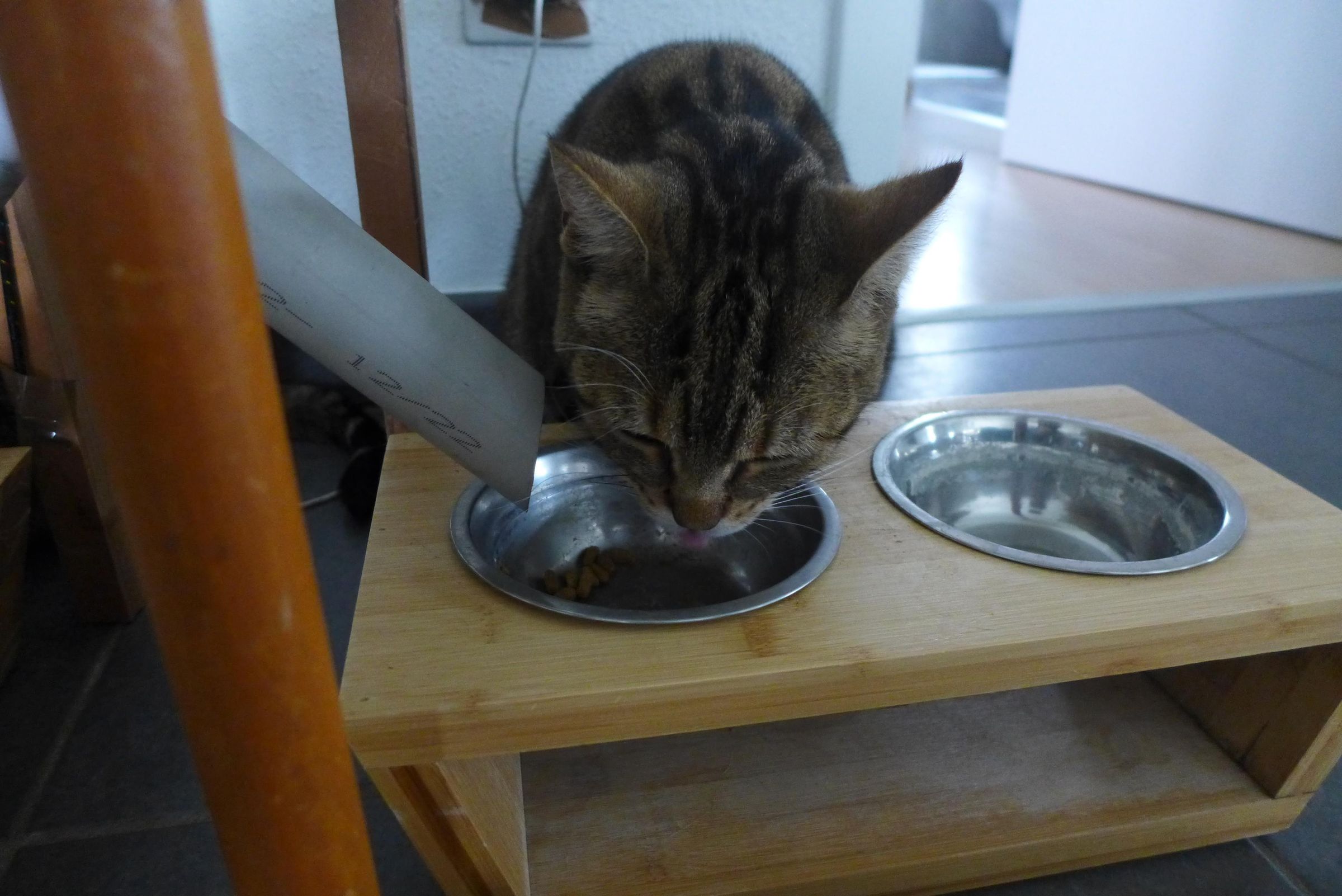 Automatic Kibble Dispenser : 10 Steps (with Pictures) - Instructables