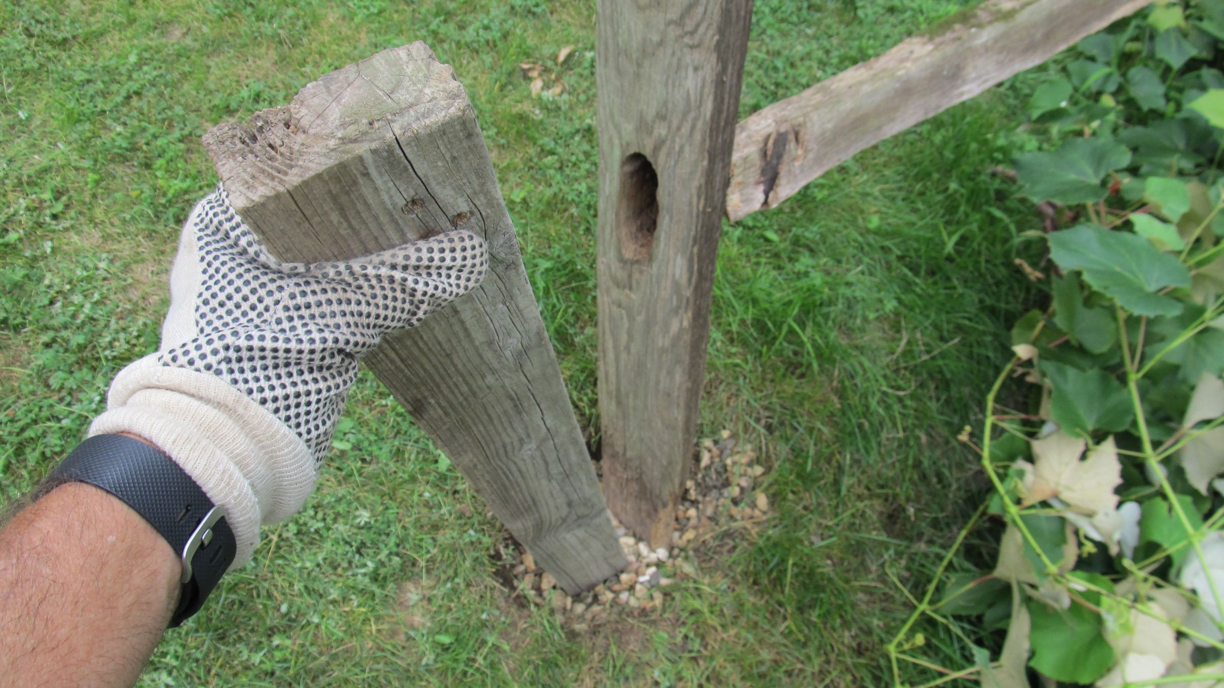 Grape Vine Trellis From a Salvaged Split-Rail Fence : 7 Steps (with ...