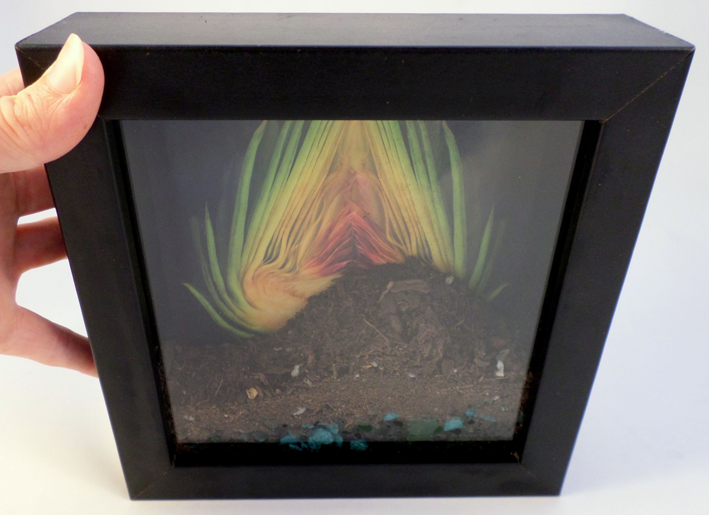 Picture Frame Terrarium : 13 Steps (with Pictures) - Instructables