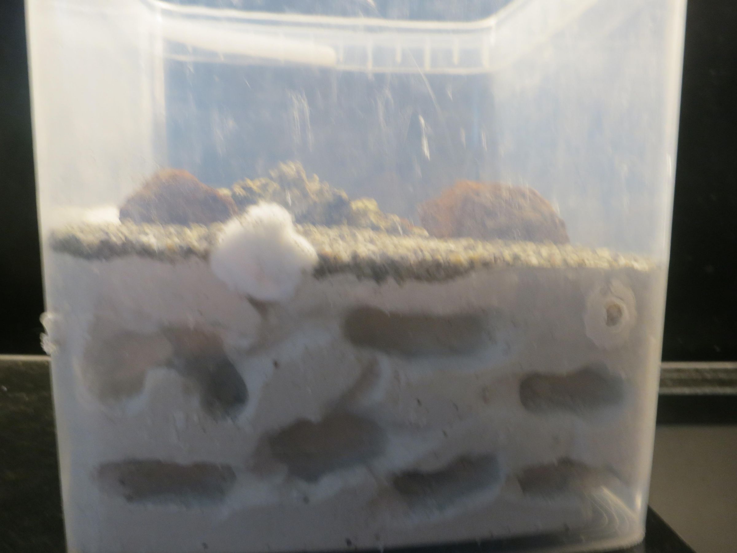 Plaster Ant Nest-formicarium : 9 Steps - Instructables
