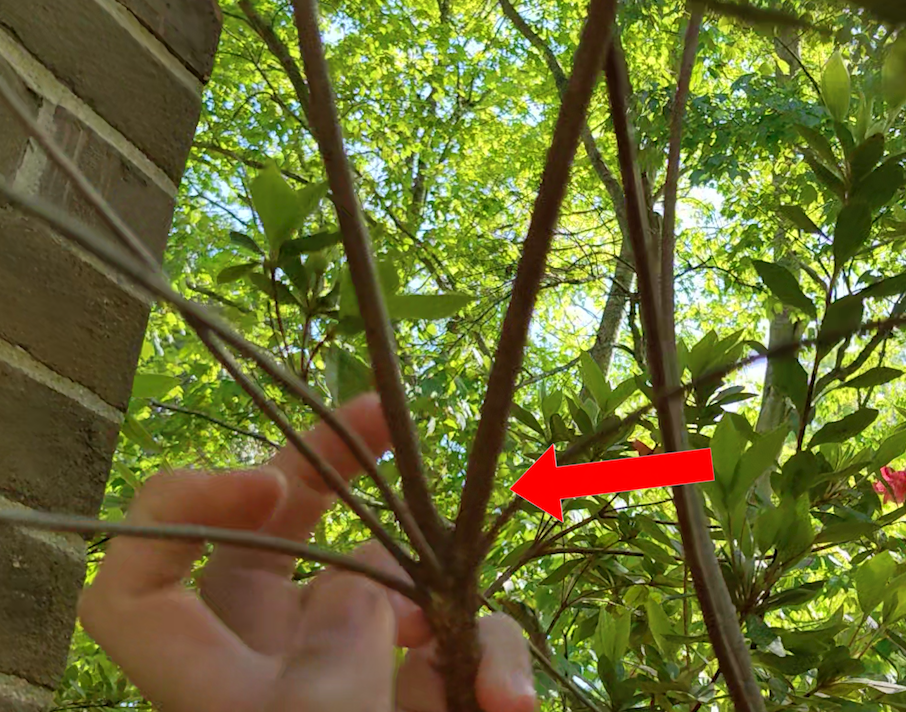 Making a Natural Fence by Propagating Trees From Branches (the Root ...