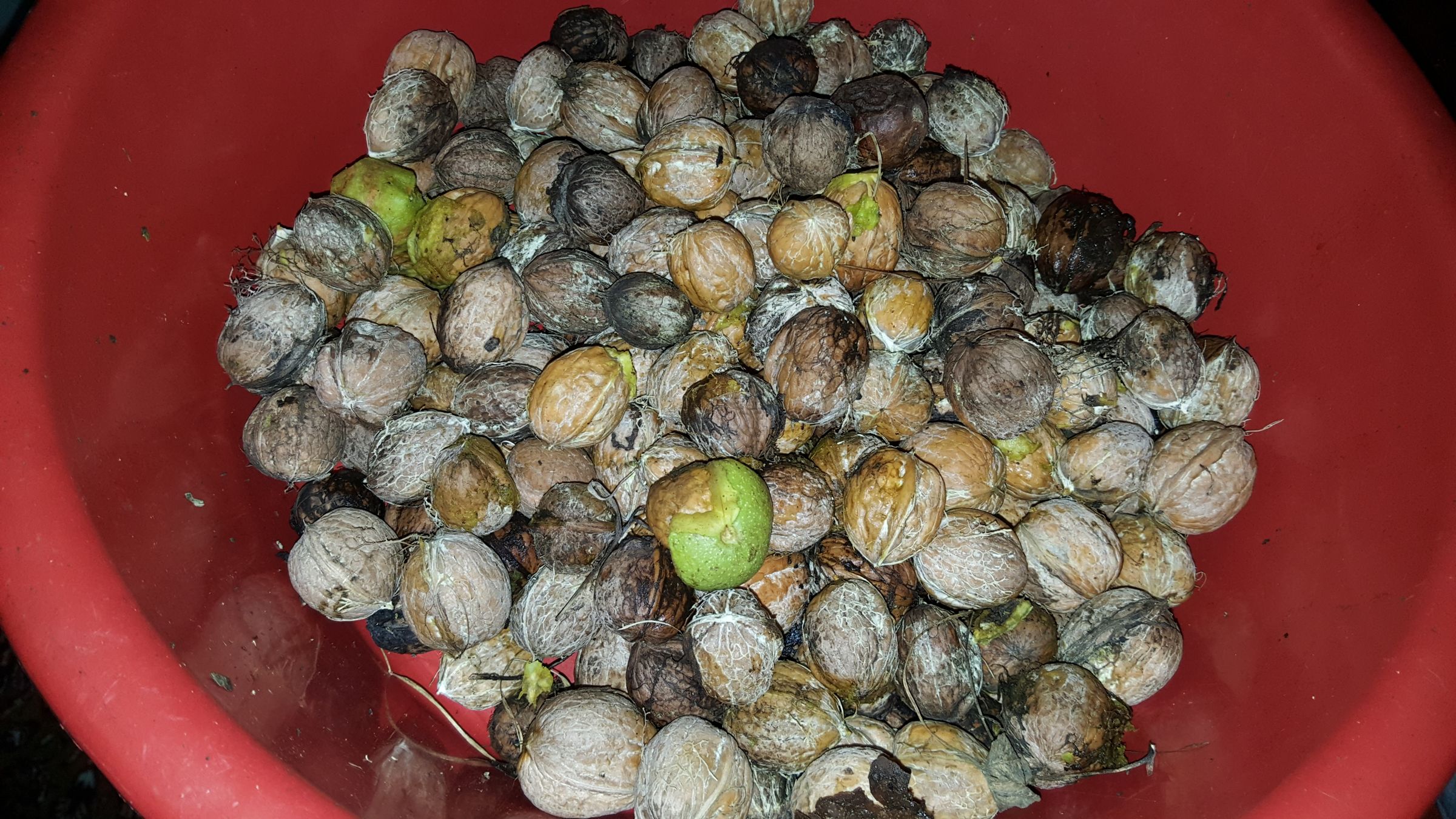 How to Extract Walnut : 6 Steps (with Pictures) - Instructables