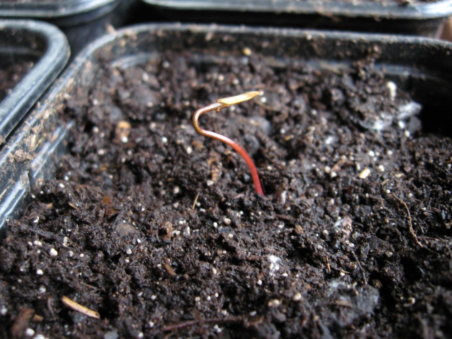 Grow Your Own Giant Sequoia Tree : 6 Steps (with Pictures) - Instructables