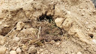 How to Care for a Wild Rabbit Nest : 5 Steps (with Pictures ...