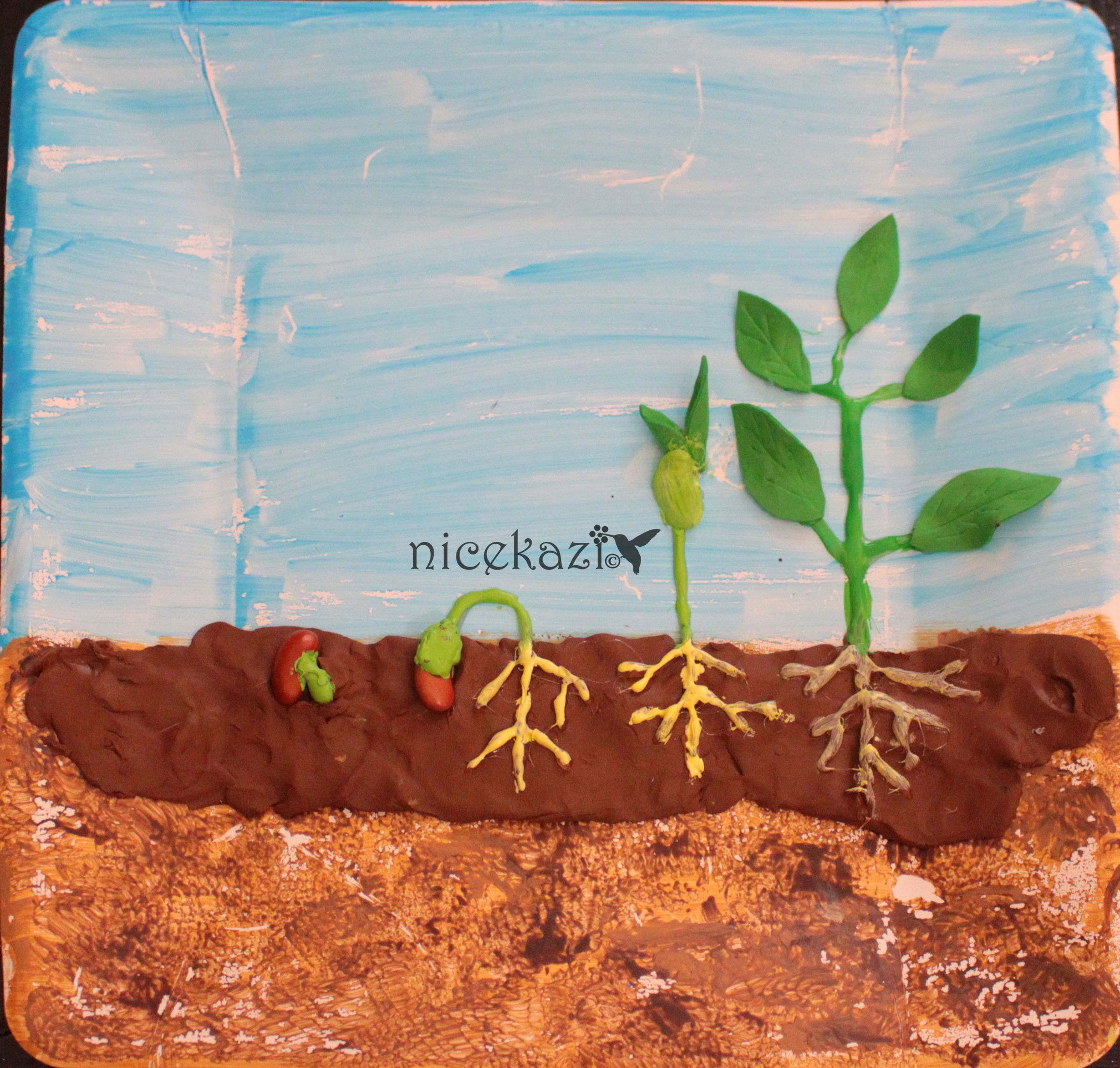 Life Cycle of a Bean Plant: Kids Science Project for School - Instructables