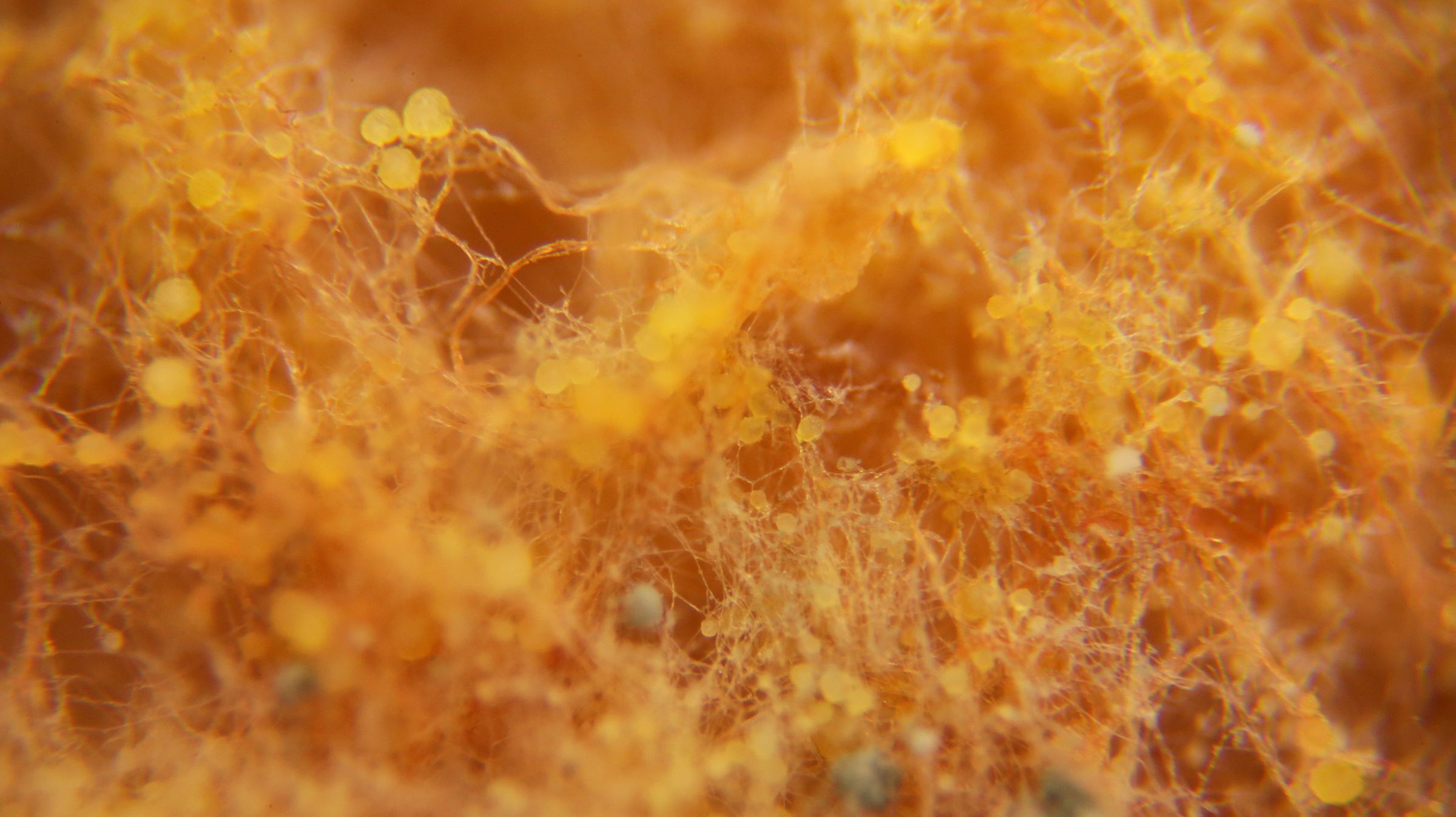 DSLR Microphotography : 12 Steps (with Pictures) - Instructables