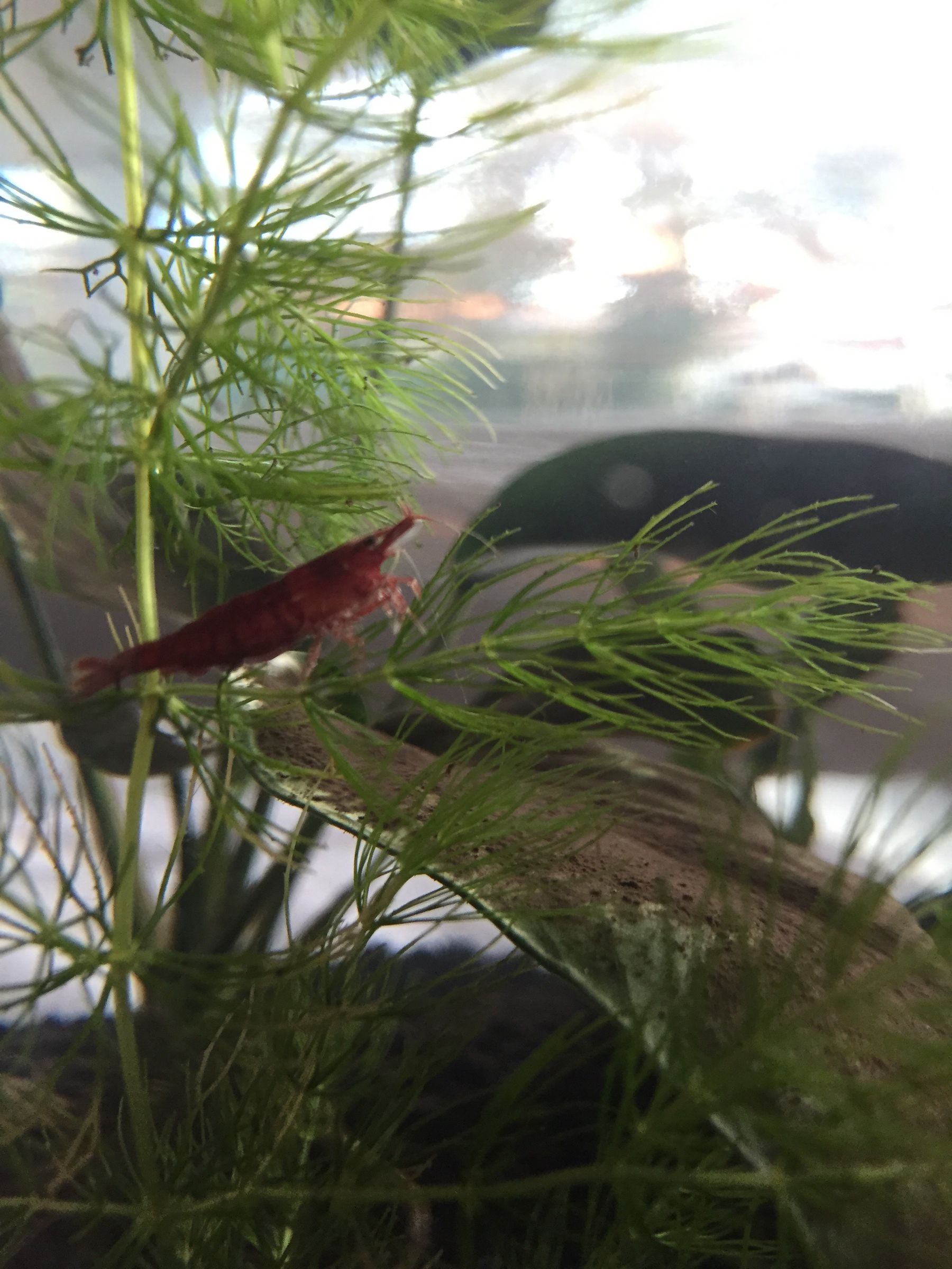 Closed Aquatic Ecosystem : 3 Steps (with Pictures) - Instructables