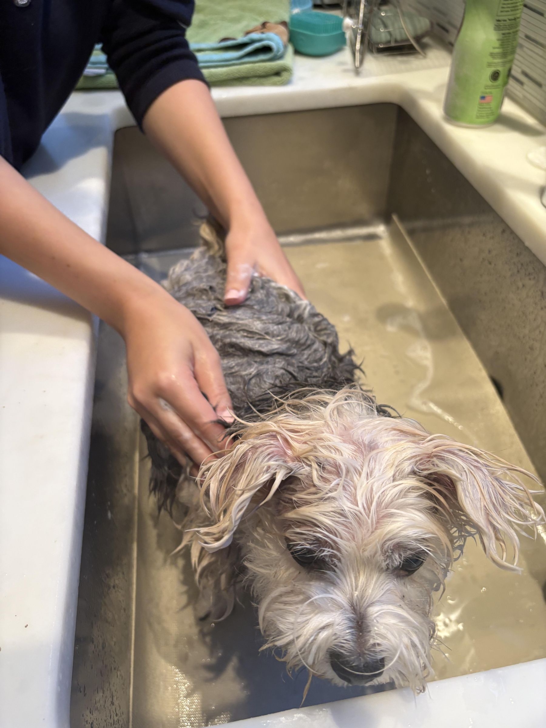 How to Bathe a Dog : 9 Steps - Instructables