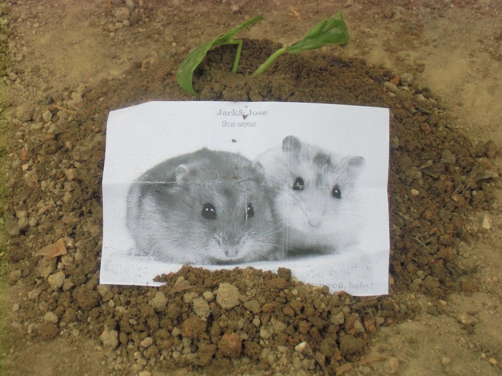 Arduino Automatic Temperature& Humidity Controller for Pets : 5 Steps ...