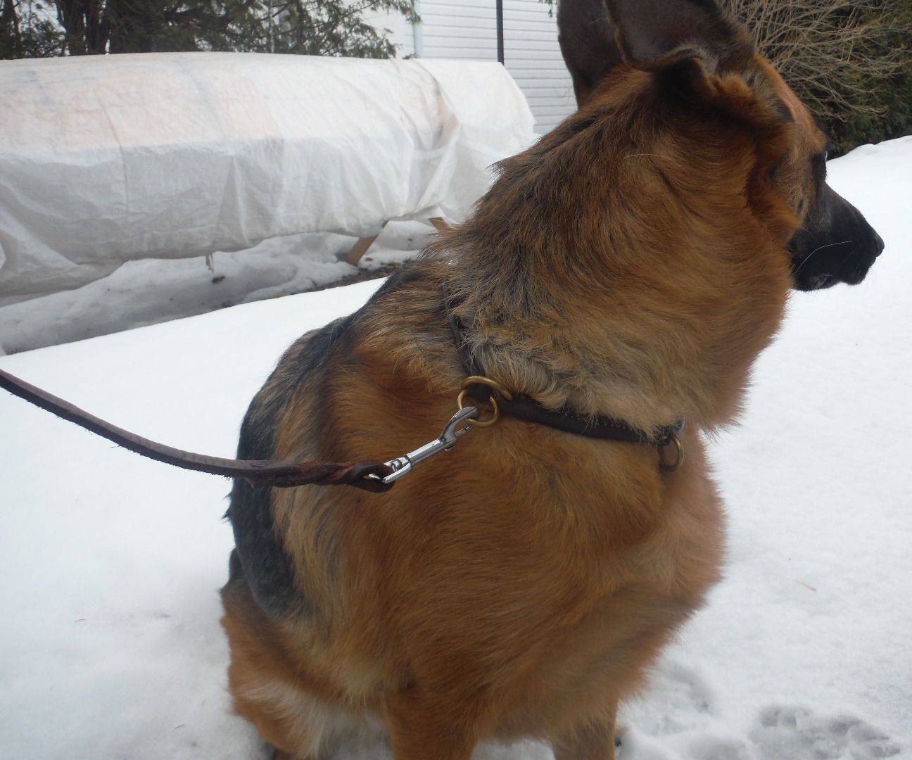 Comfortable Fur Saving Leather Dog Collar : 8 Steps (with Pictures ...