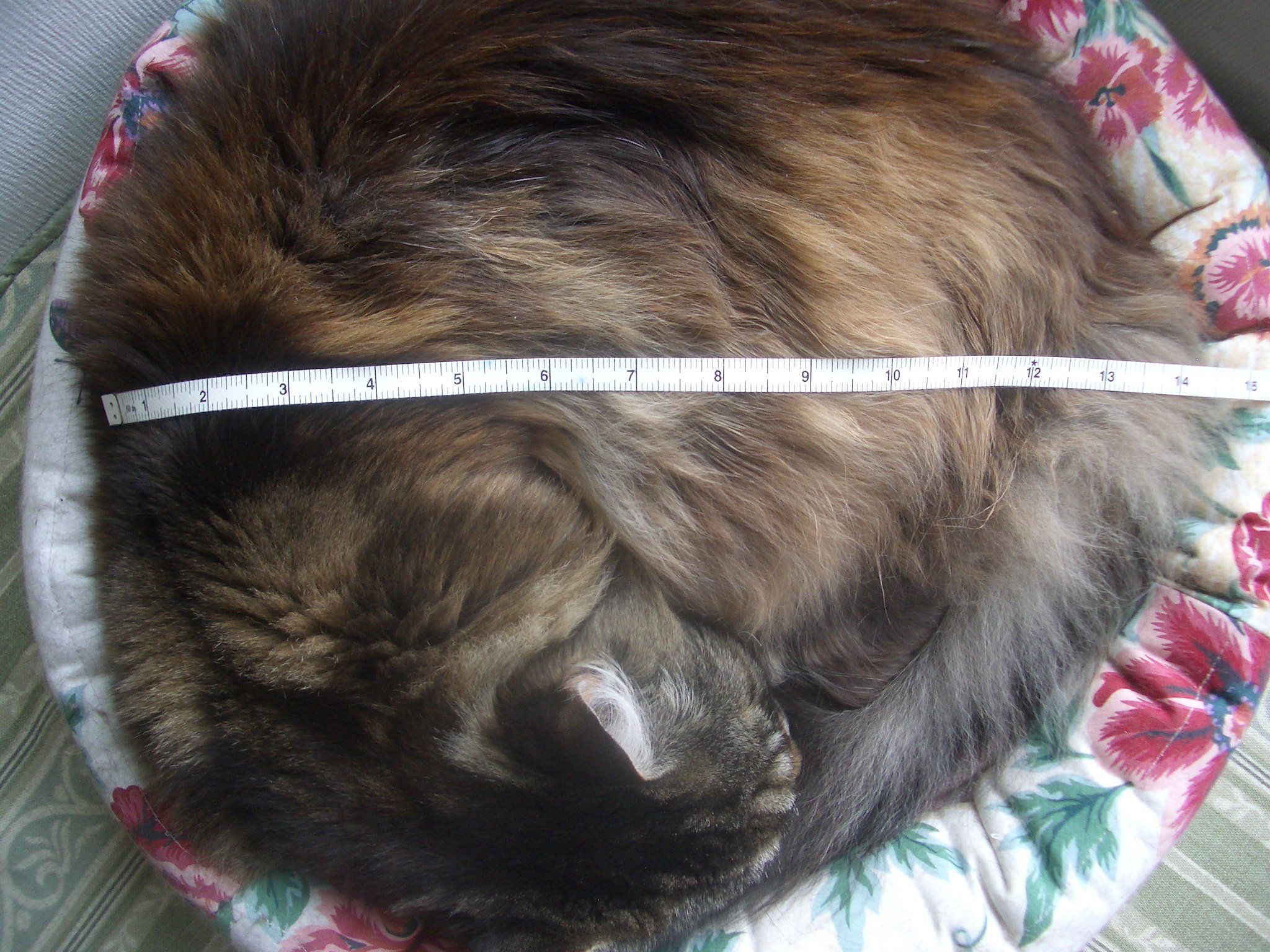 A Classy Cat Bed : 6 Steps (with Pictures) - Instructables