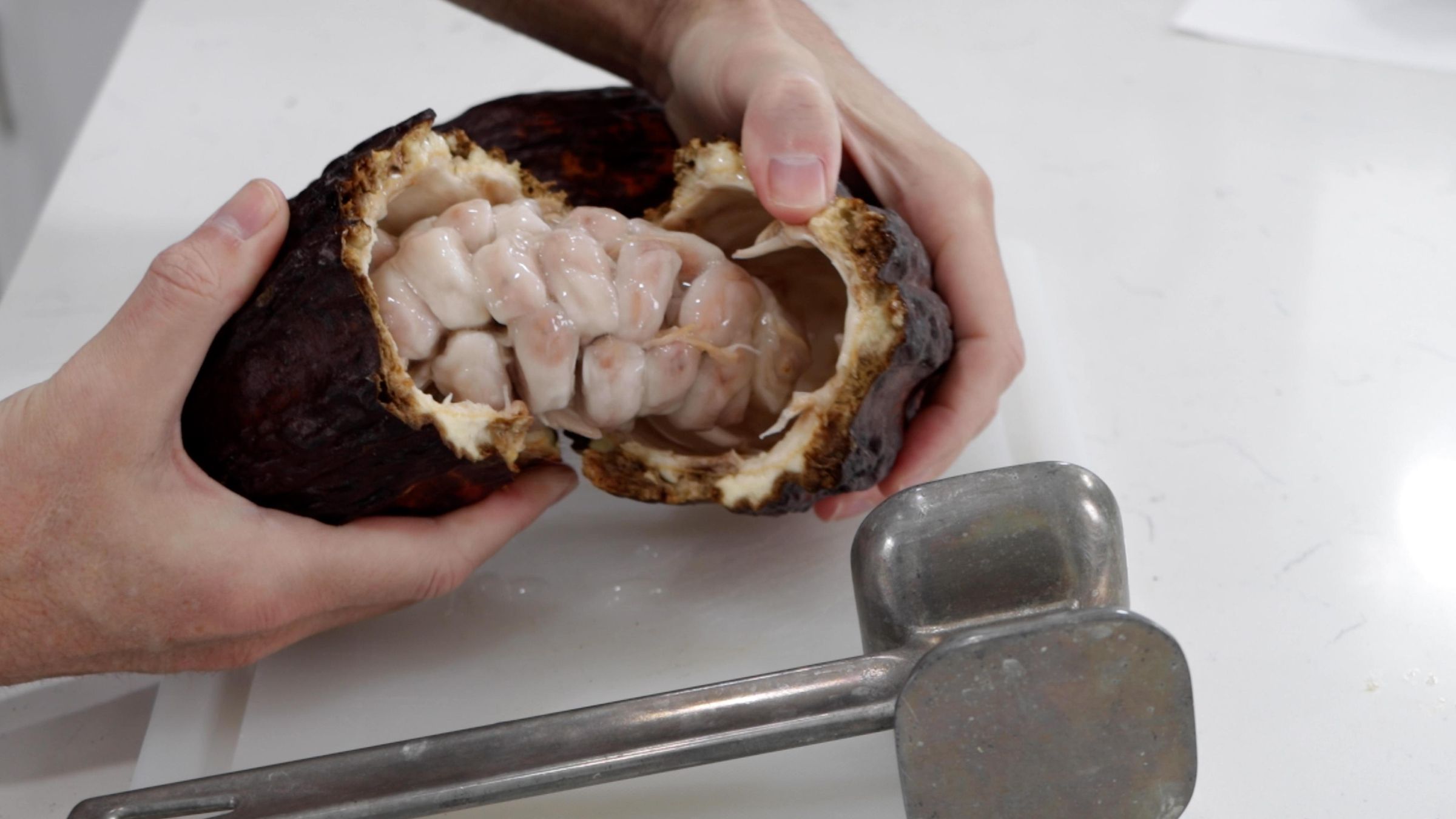 Make Chocolate From a Cacao Pod : 8 Steps (with Pictures) - Instructables