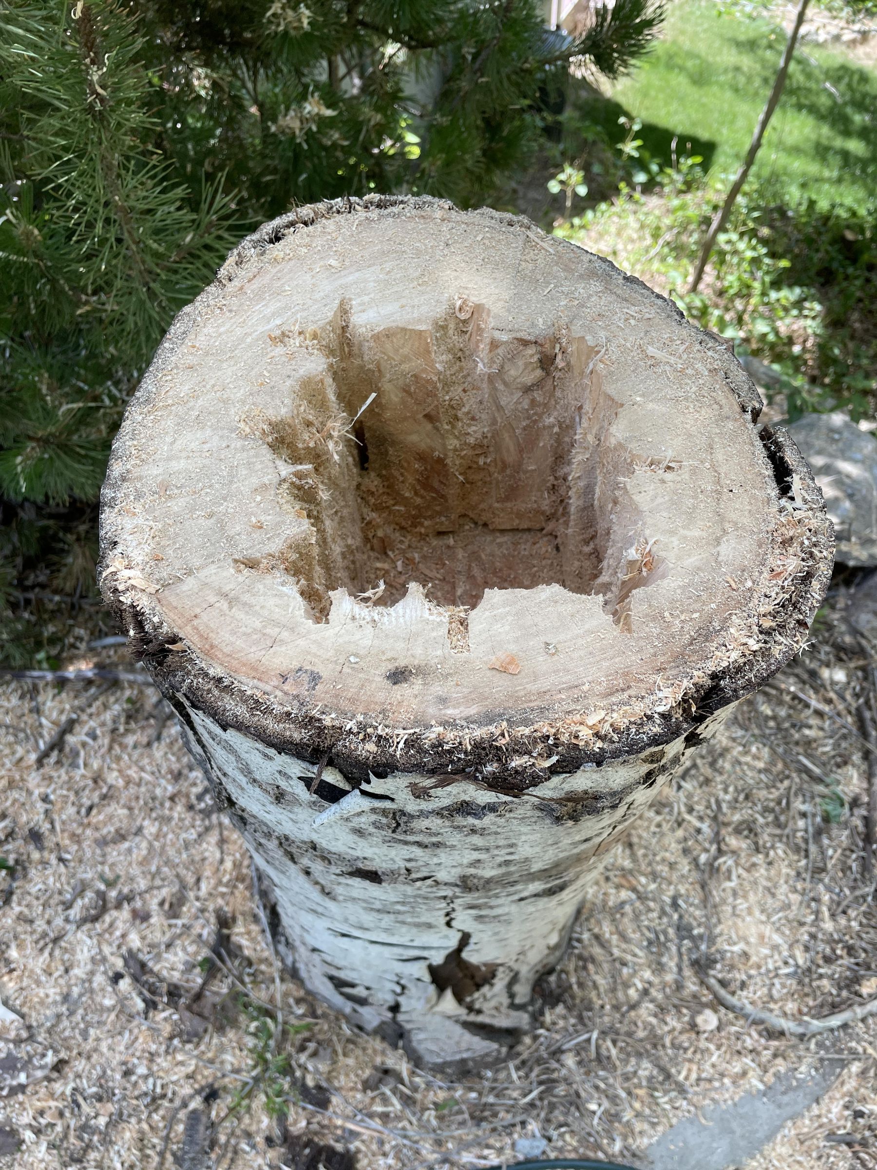 Transform a Tree Stump Into a Planter Box : 11 Steps (with Pictures ...