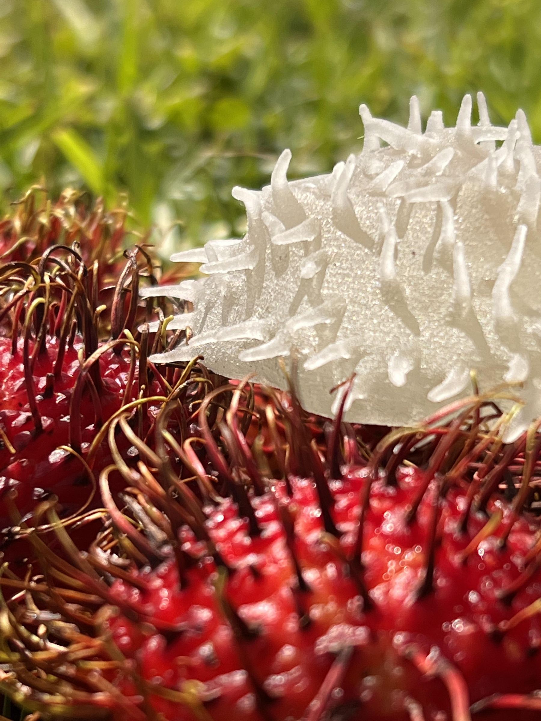 Rambutan Inspired 3D Print - Agilus Material : 5 Steps - Instructables