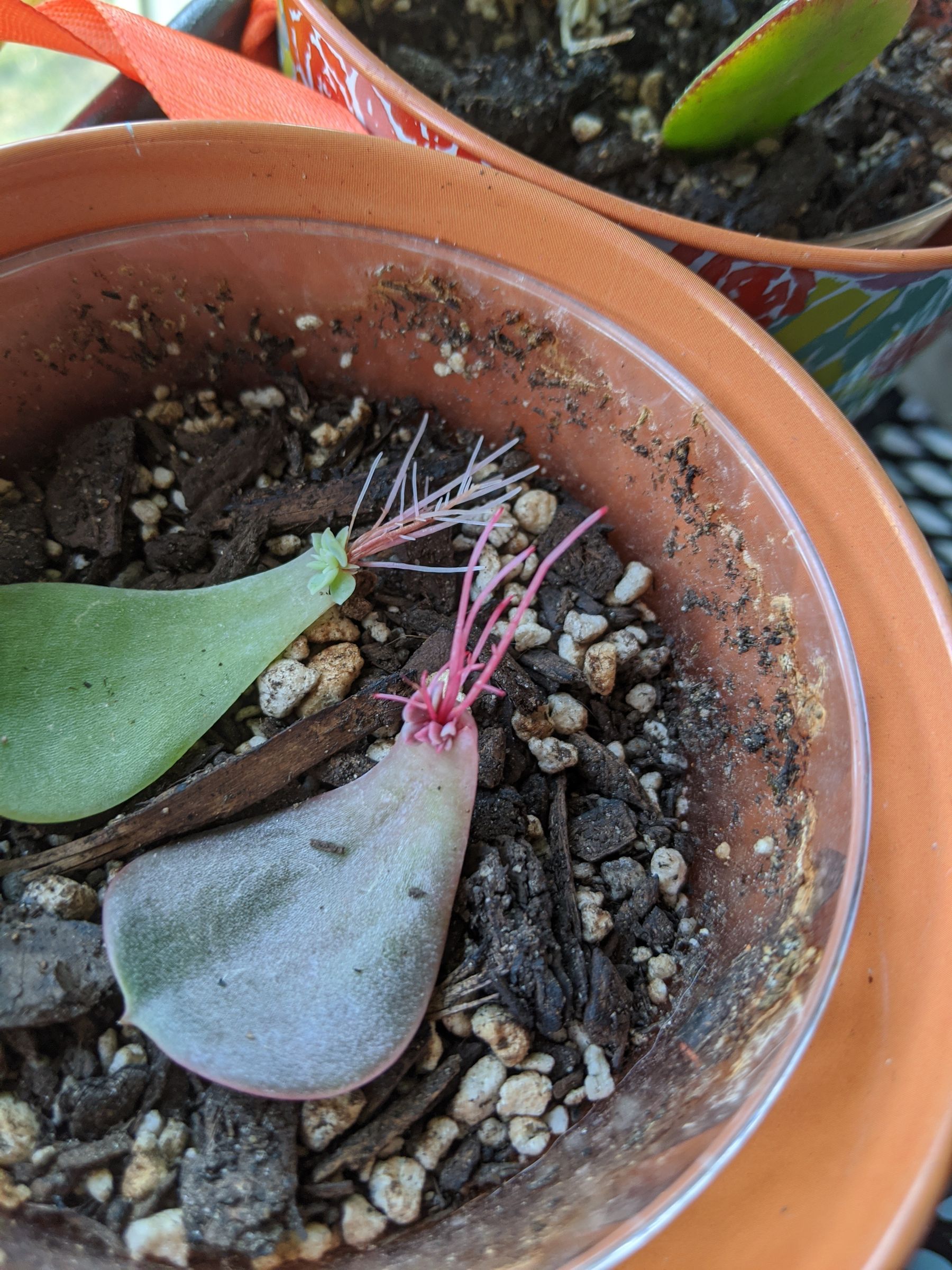 How to Propagate & Grow Succulents From Leaves : 8 Steps (with Pictures ...