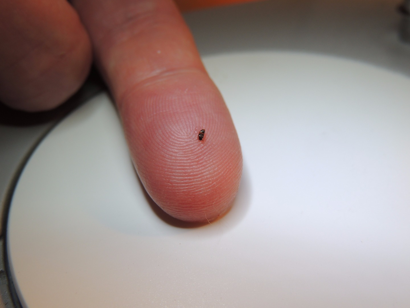 Beetle Dissection and Mounting : 8 Steps (with Pictures) - Instructables