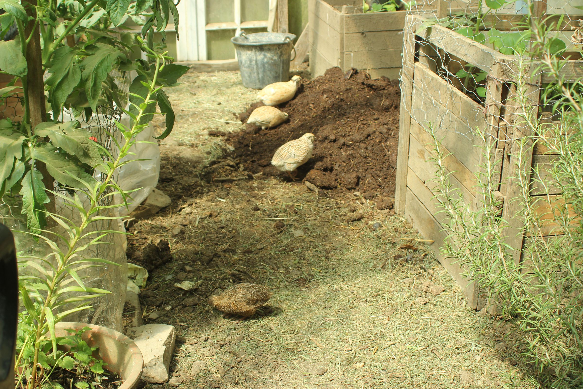 Greenhouse Extension - Making a Safe Living, Nesting & Brooding Area ...