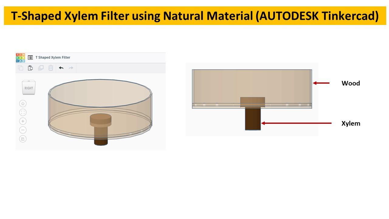 Unusual Use of Plant Xylem & Coconut Shell to Make Water Filter : 11 ...