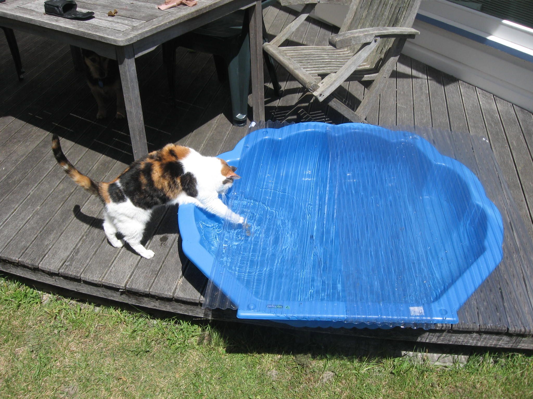Clam Shell Paddling Pool Nz | informacionpublica.svet.gob.gt