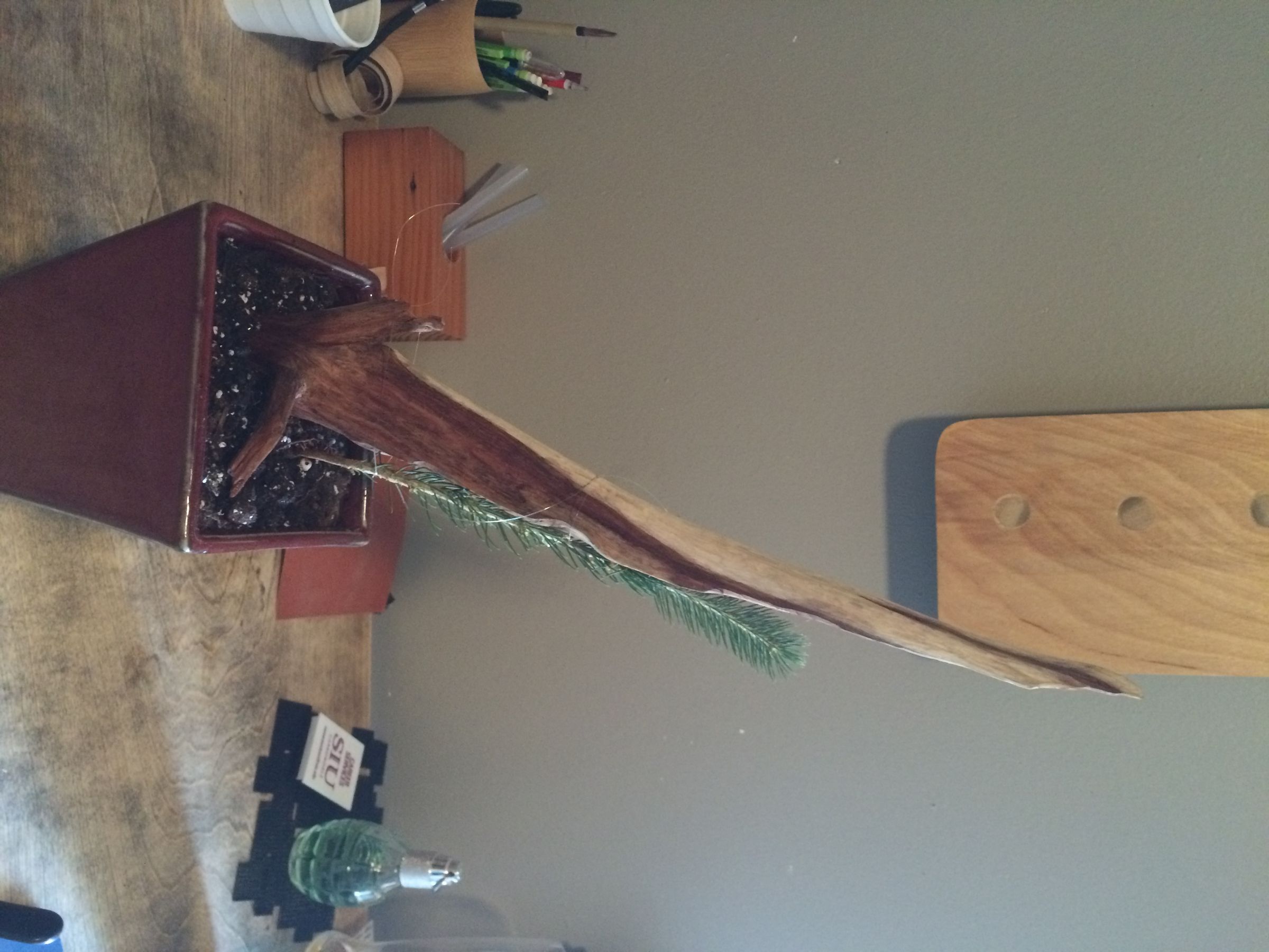 Bonsai Deadwood (Jin or Shari) : 5 Steps (with Pictures) - Instructables