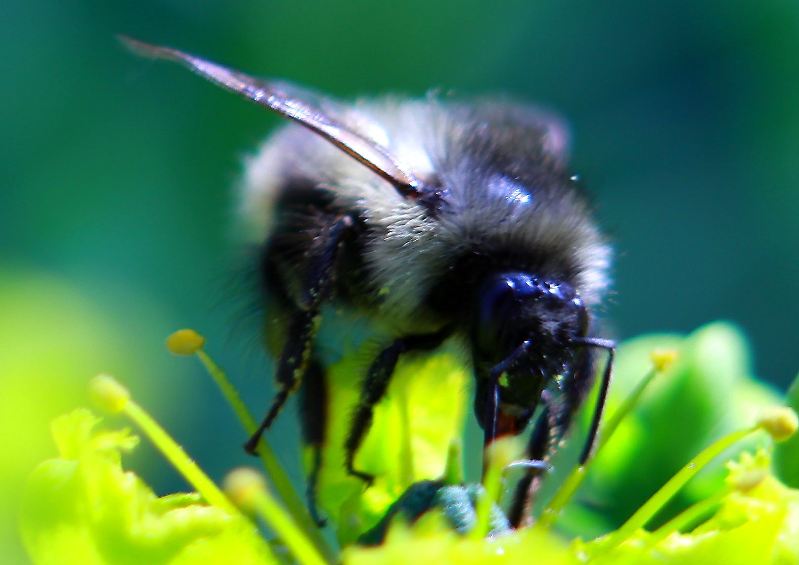 Macro Photography Using Extension Tubes and Kit Lense : 3 Steps (with ...
