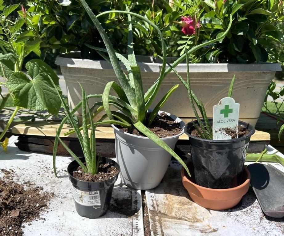 How to Repot Aloe Vera : 7 Steps - Instructables