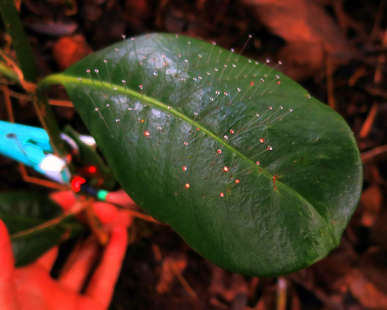 Fiber-Optic Jungle Insect Traffic Taster : 17 Steps (with Pictures ...