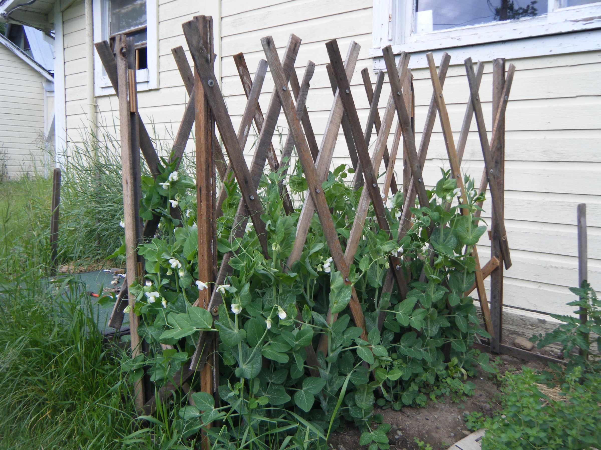 Expandable/Collapsible Garden Trellis : 4 Steps (with Pictures ...
