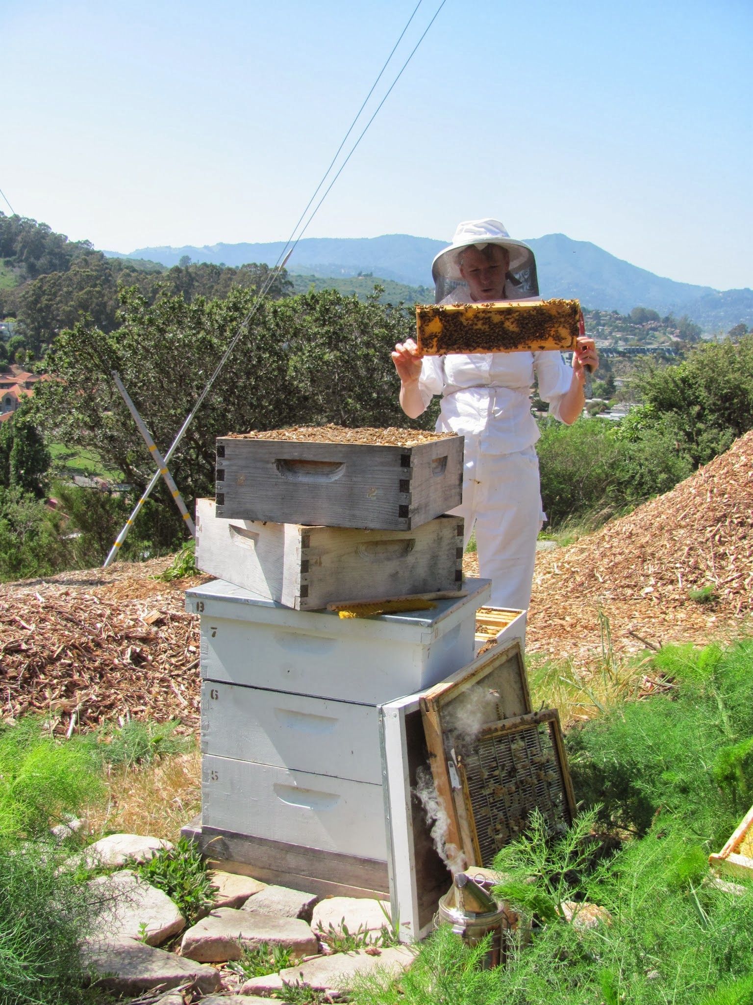 Nucleus Colony -or- How to Start a Beehive : 8 Steps (with Pictures ...