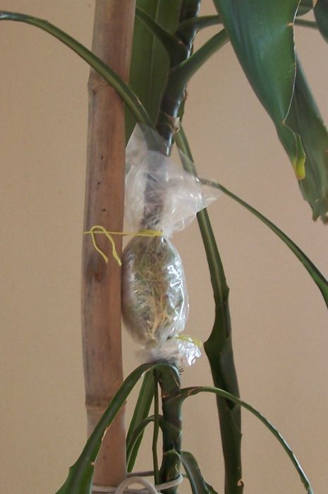 Propagating Plants by Air Layering : 8 Steps - Instructables
